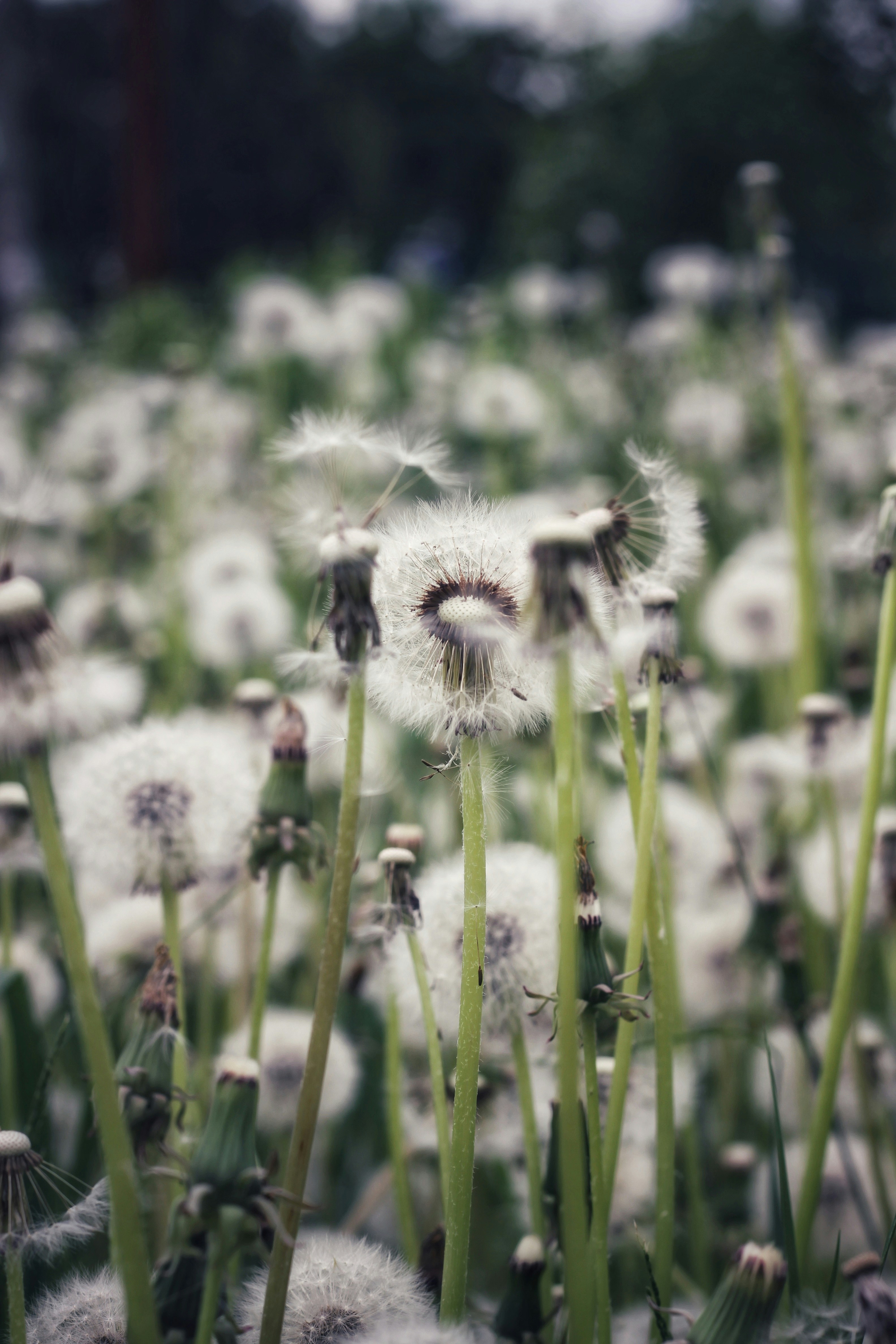 white dandelion flowers in close up photography during daytime