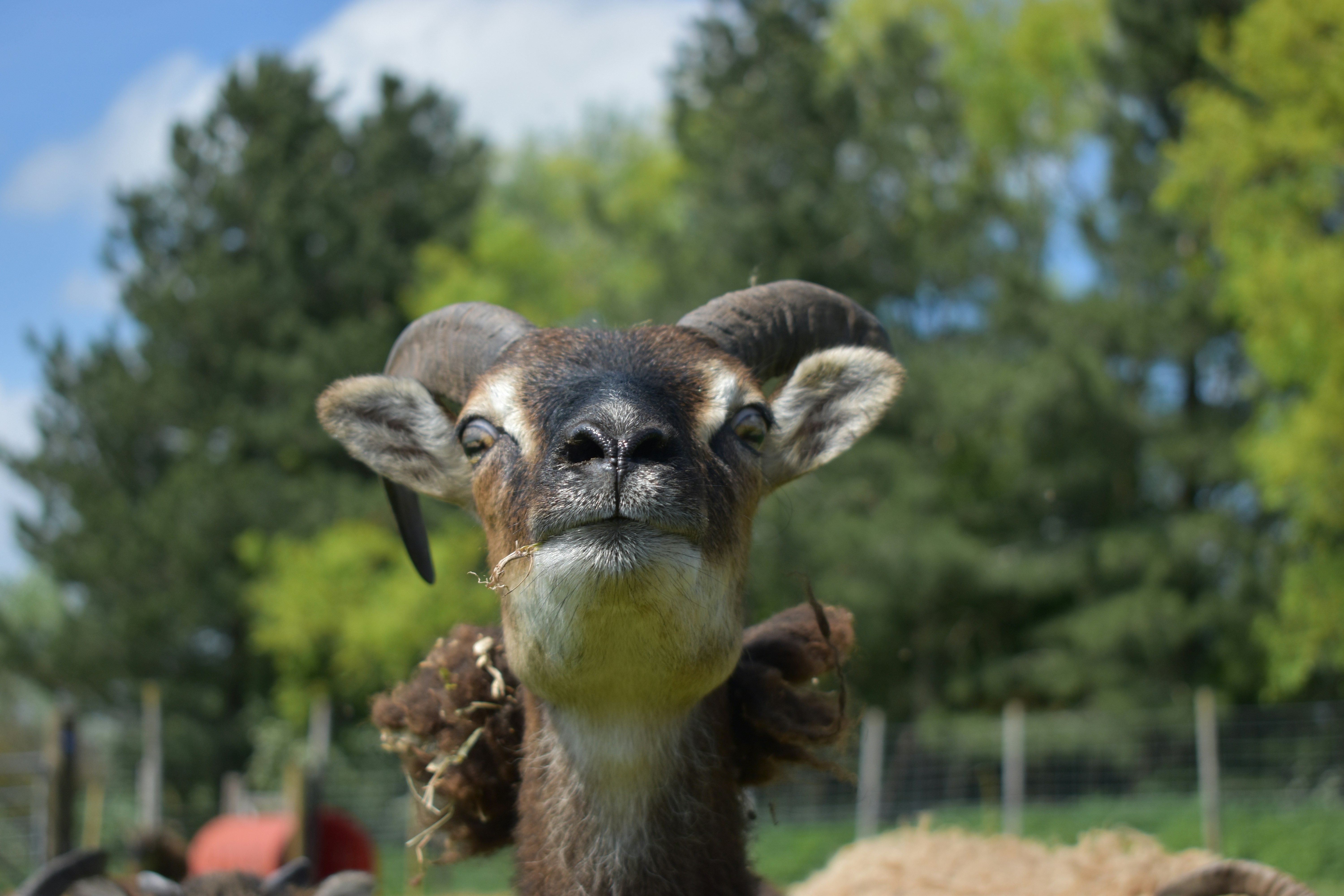Sunlit Stare: Close-Up of a Llama