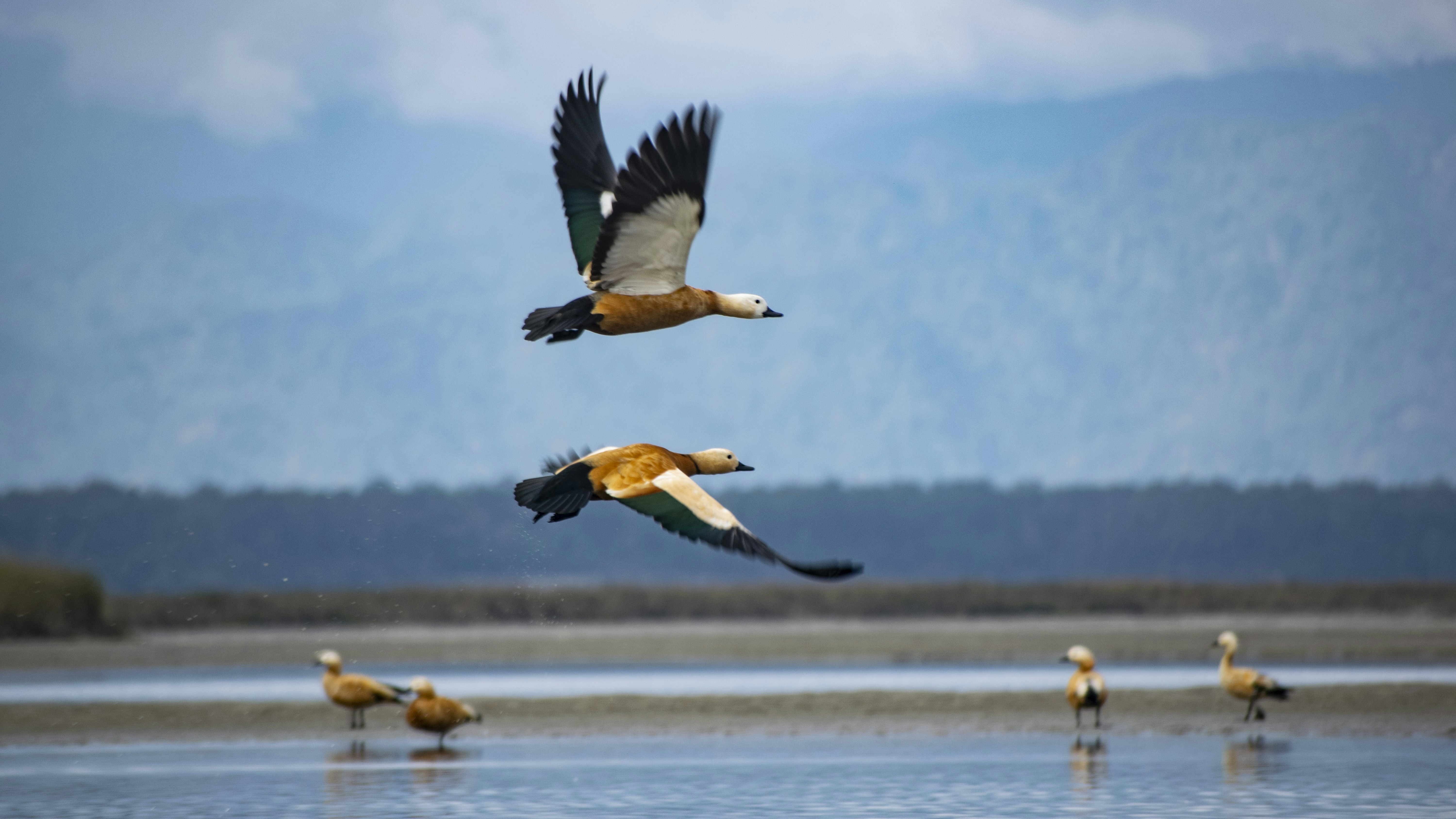 Synchrony in Flight Over Serene Waters