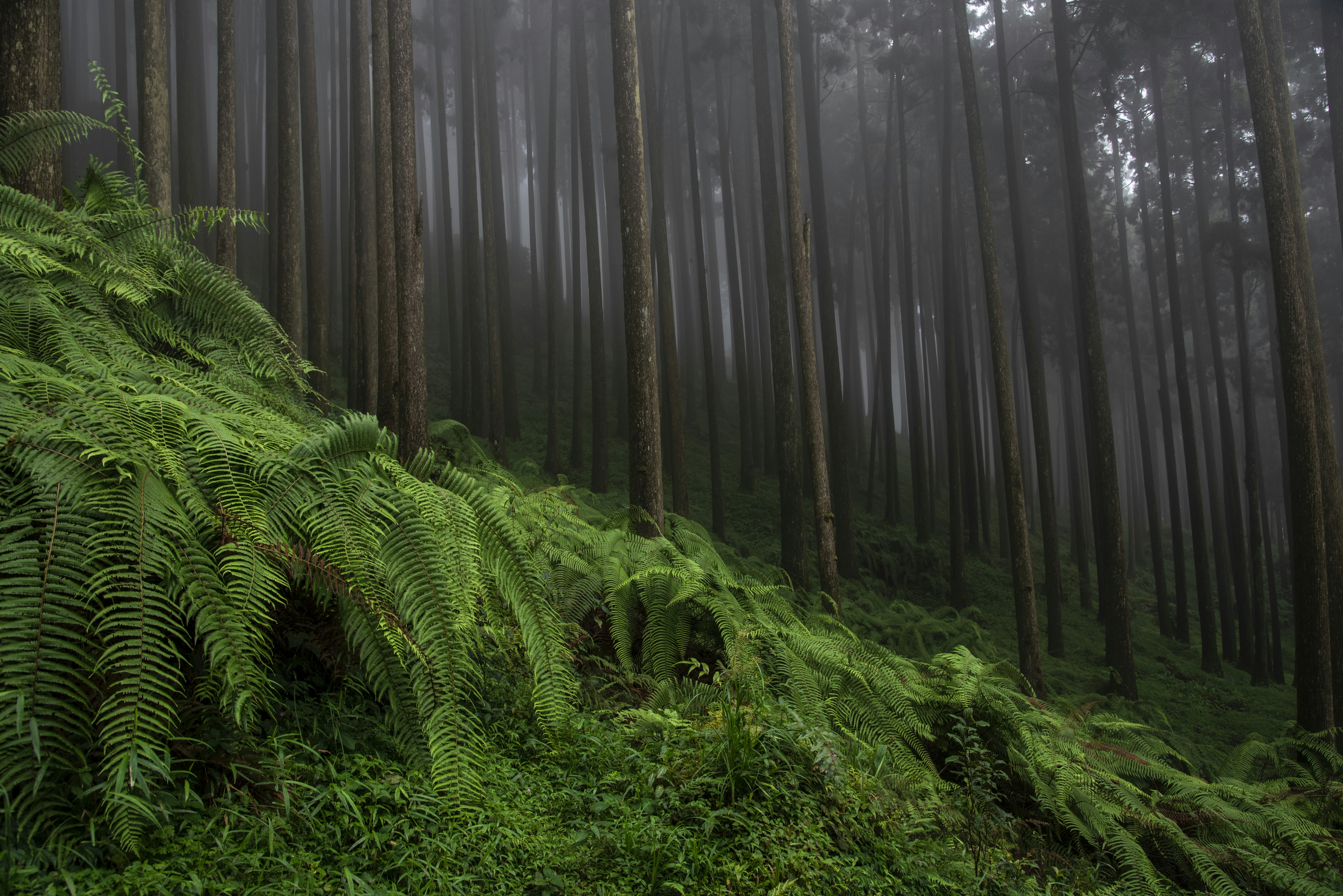 Musgo verde en el tronco de un árbol marrón foto – Imagen de India ...