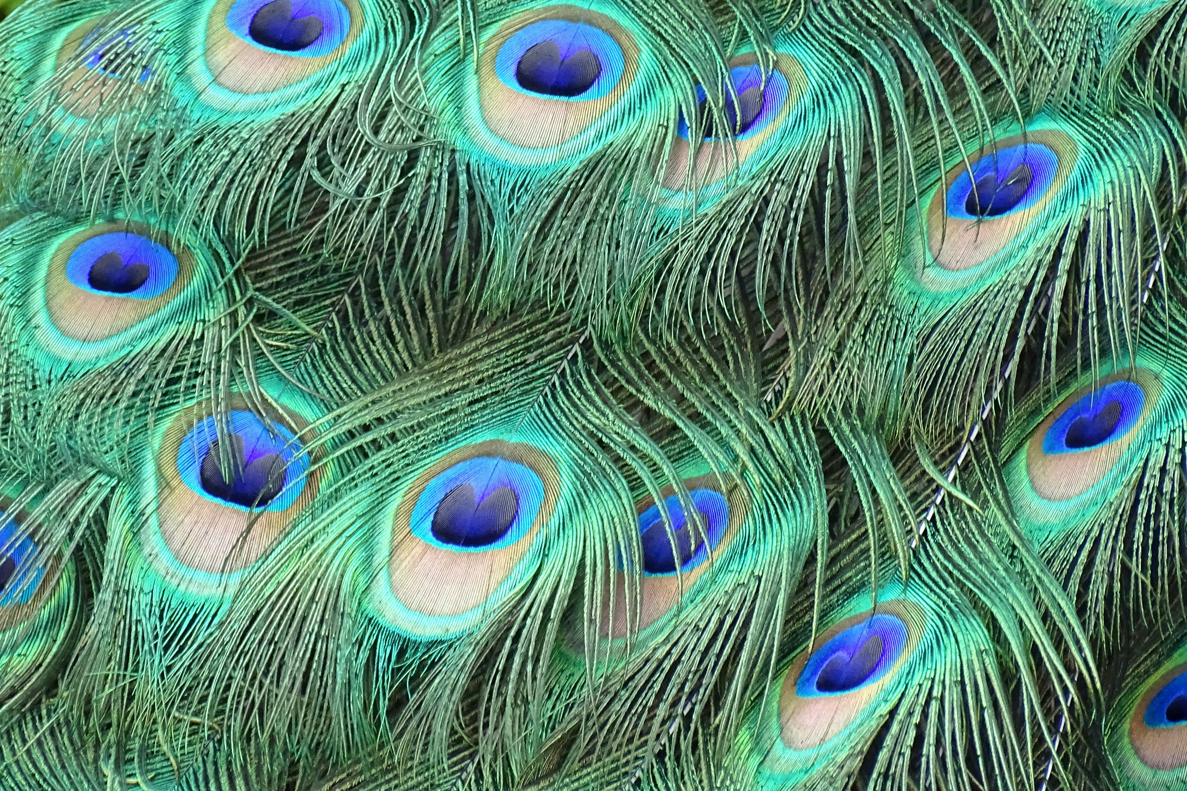 A peacock displays his feathers at Kew Botanical Gardens Richmond. Stunning and so fantastic to see. 