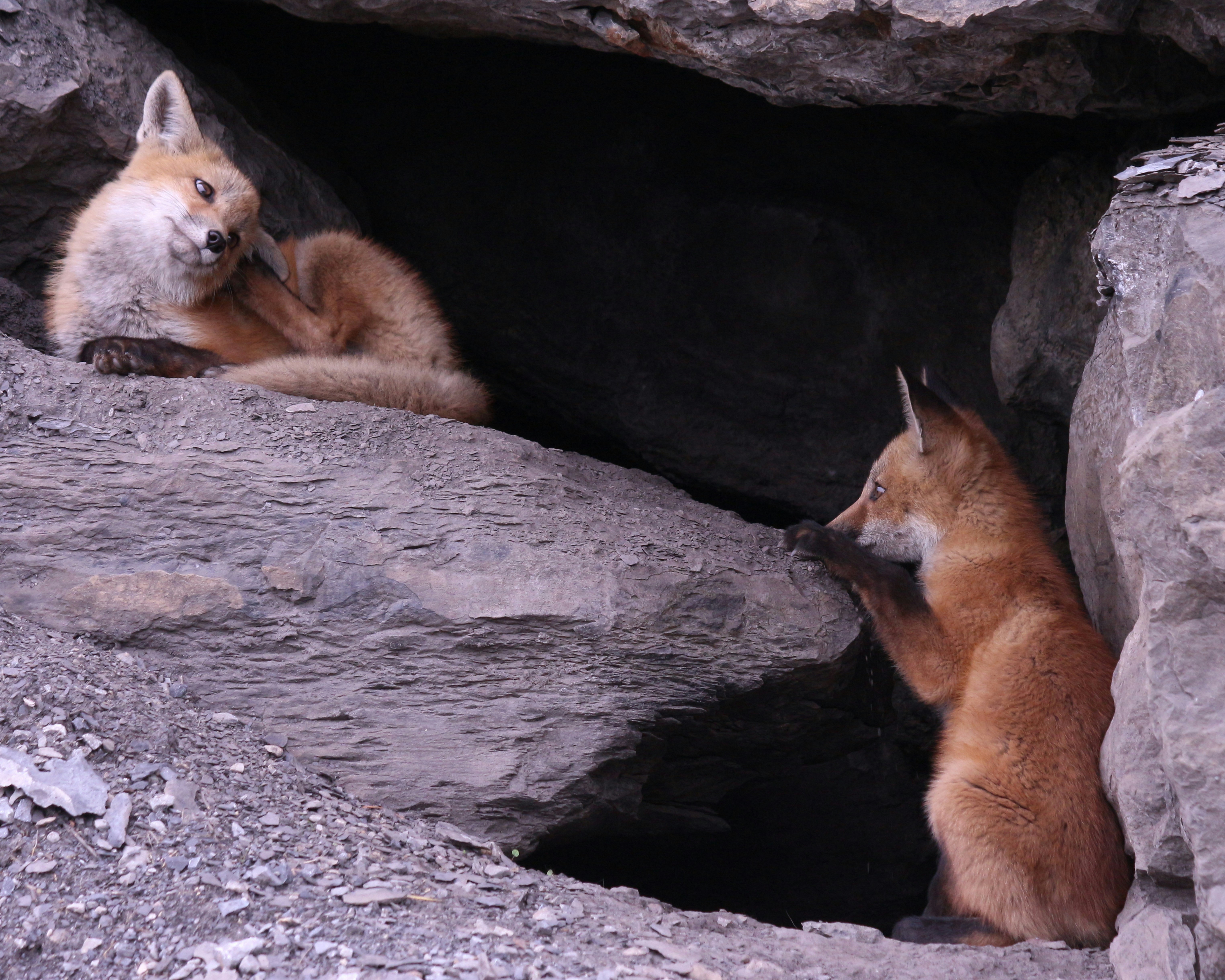 2 Young foxes in front of their den