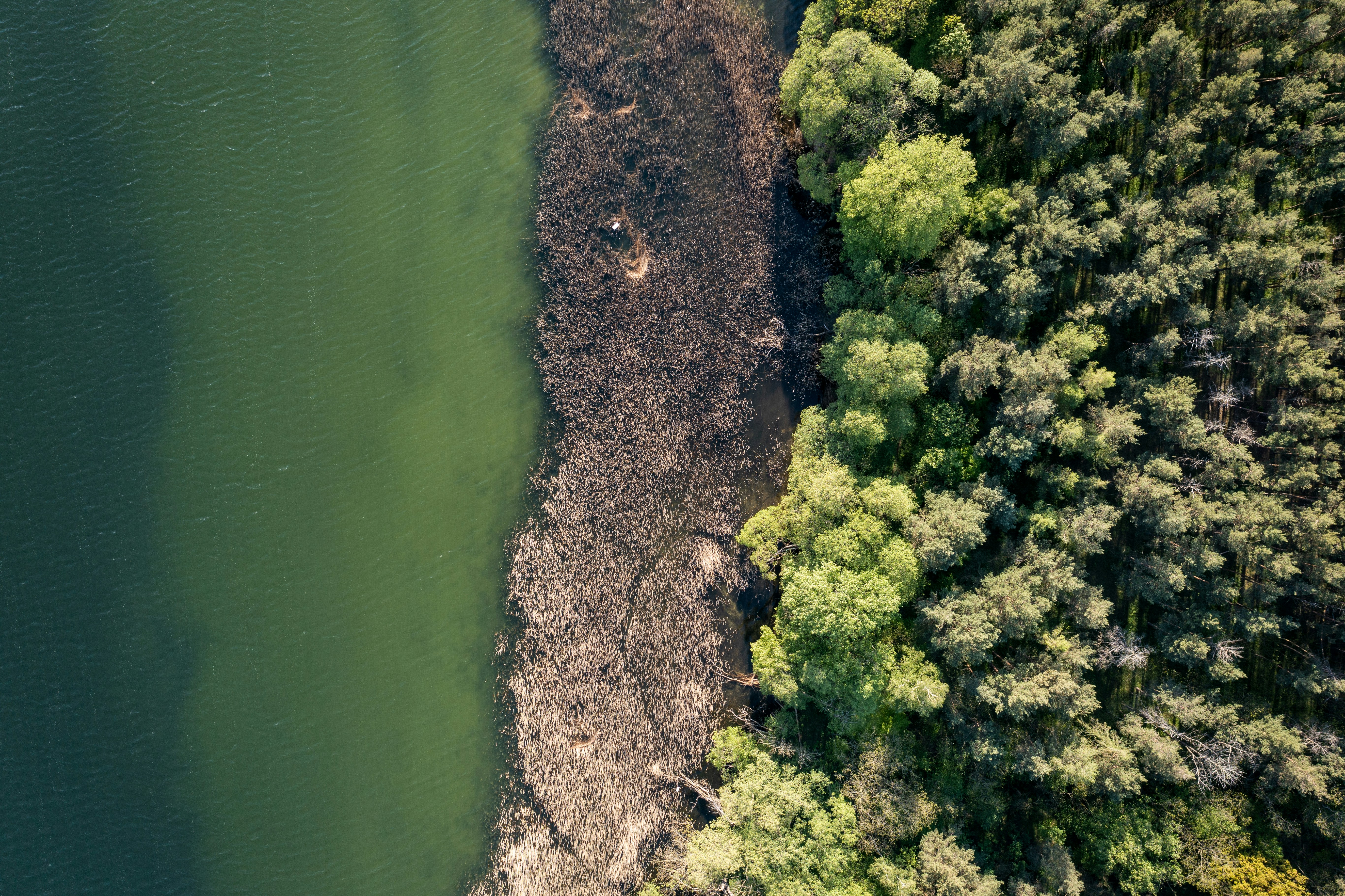 Green trees beside river during daytime photo – Free Moryń Image on ...
