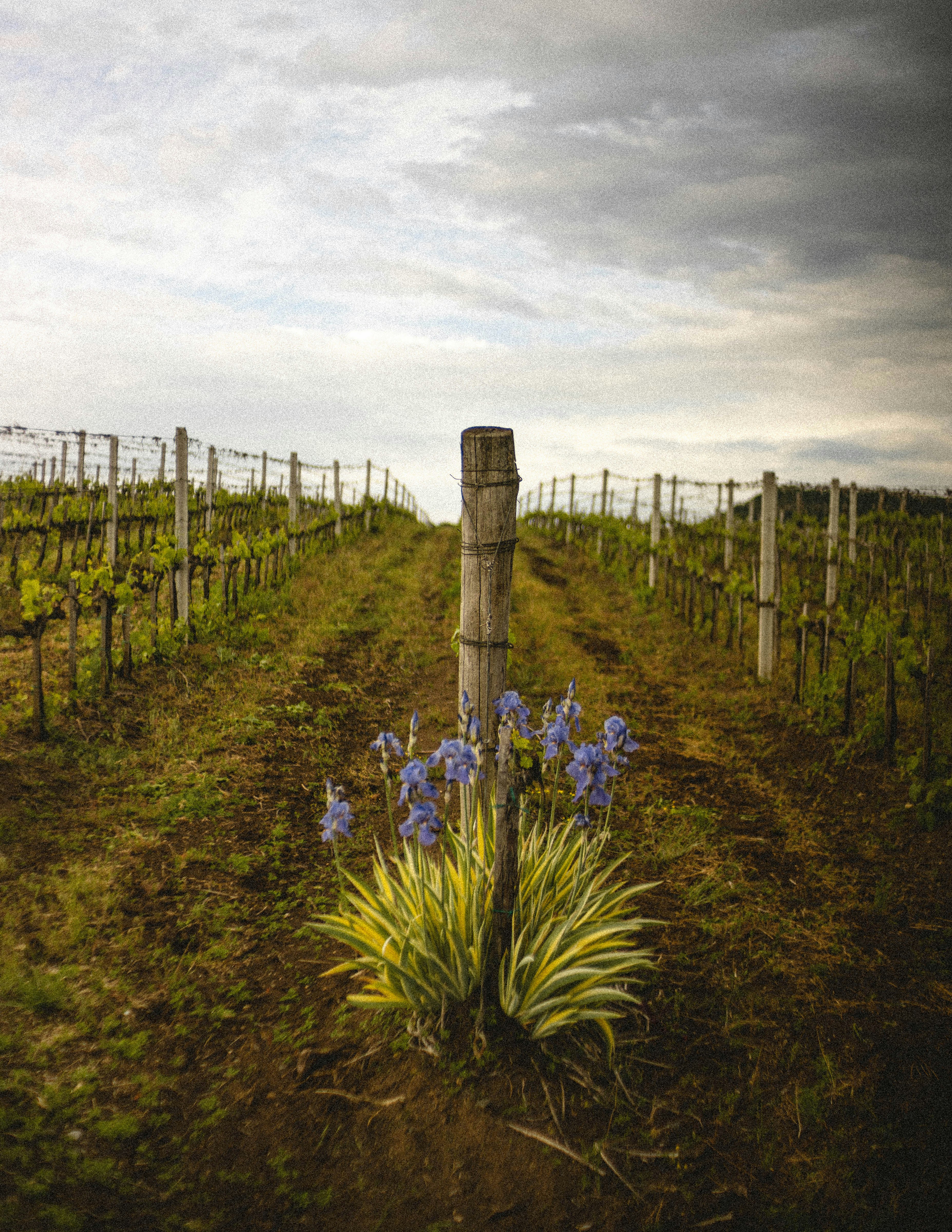 Vineyard Pathway Centered by a Blooms Blooming Plant