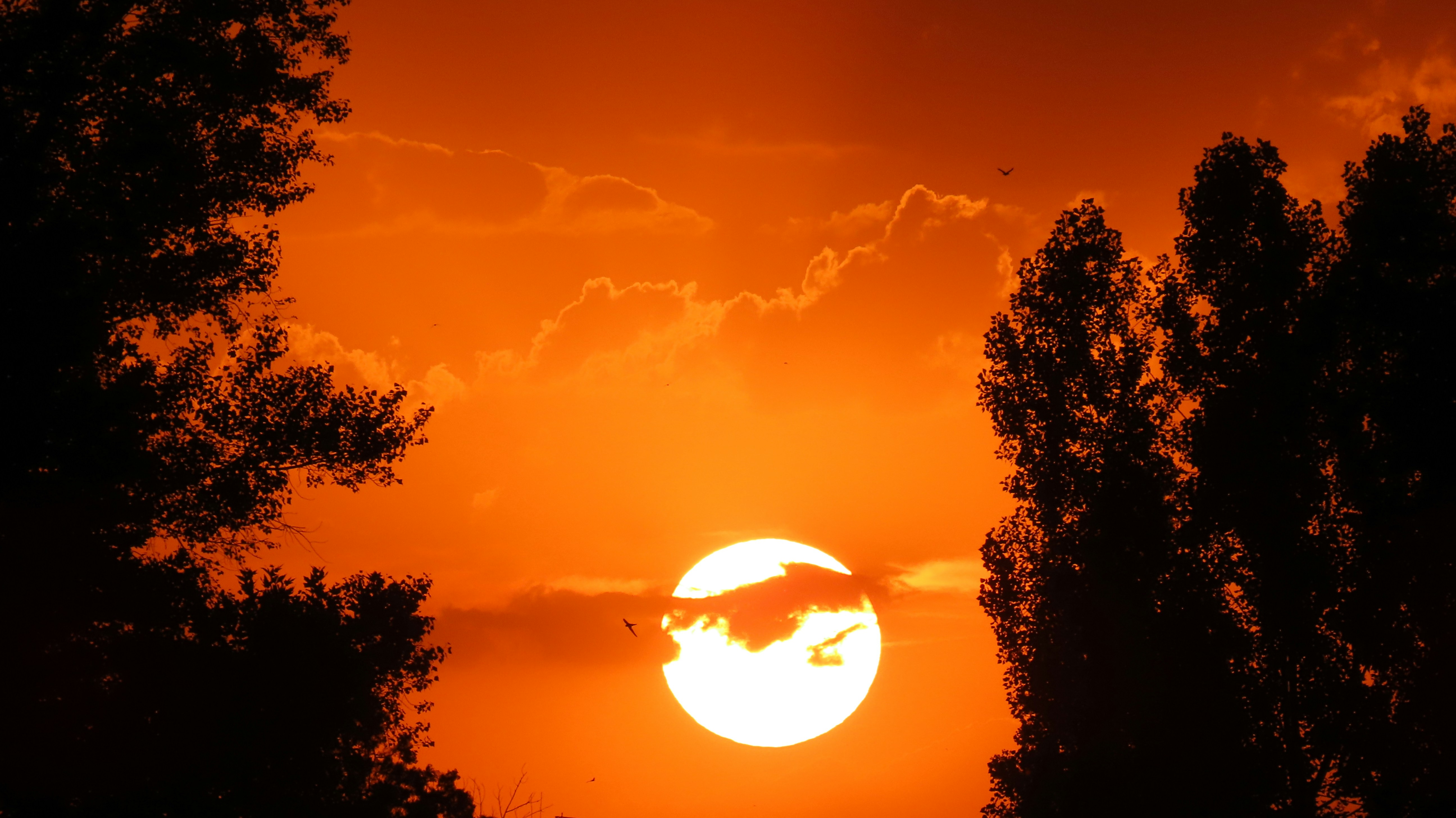 Orange sunset washes the sky as the sun dips behind silhouetted trees in a photograph, creating a tranquil dusk landscape.