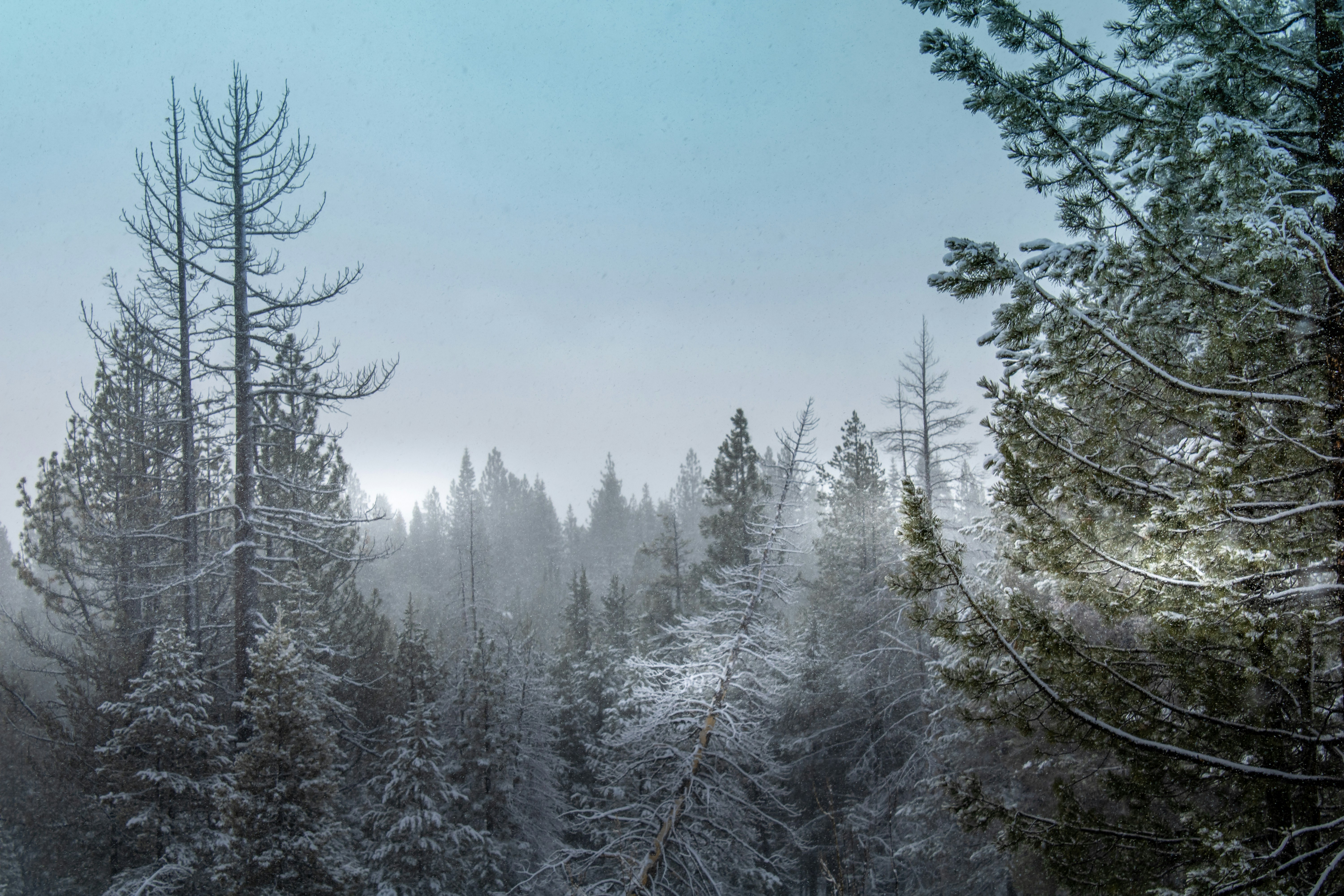 Snow-laden trees stand tall in a misty forest, enveloped in a serene winter atmosphere. The soft light filters through the branches, creating an ethereal ambiance.