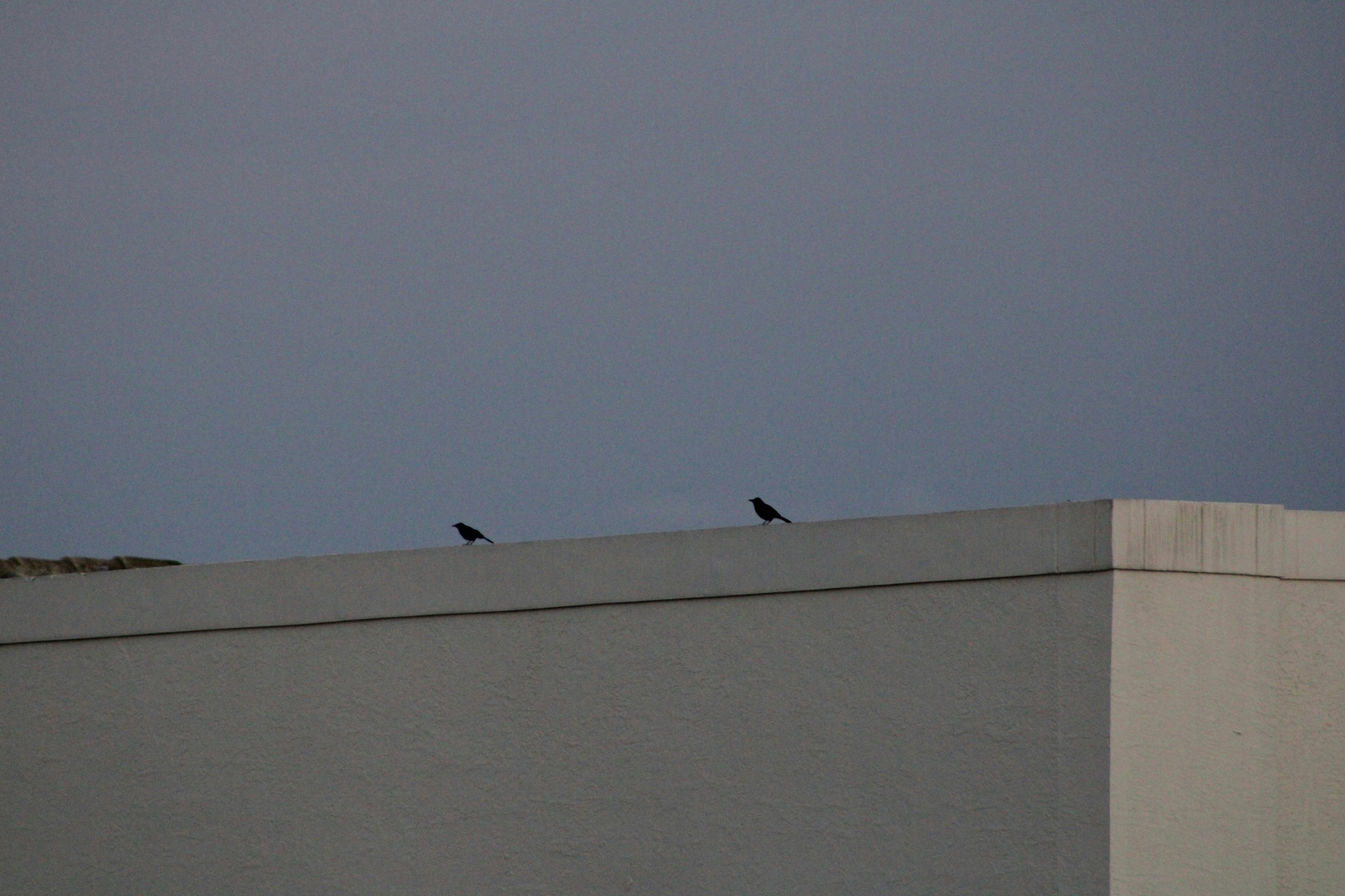 Two birds perched on the edge of a building under a twilight sky.