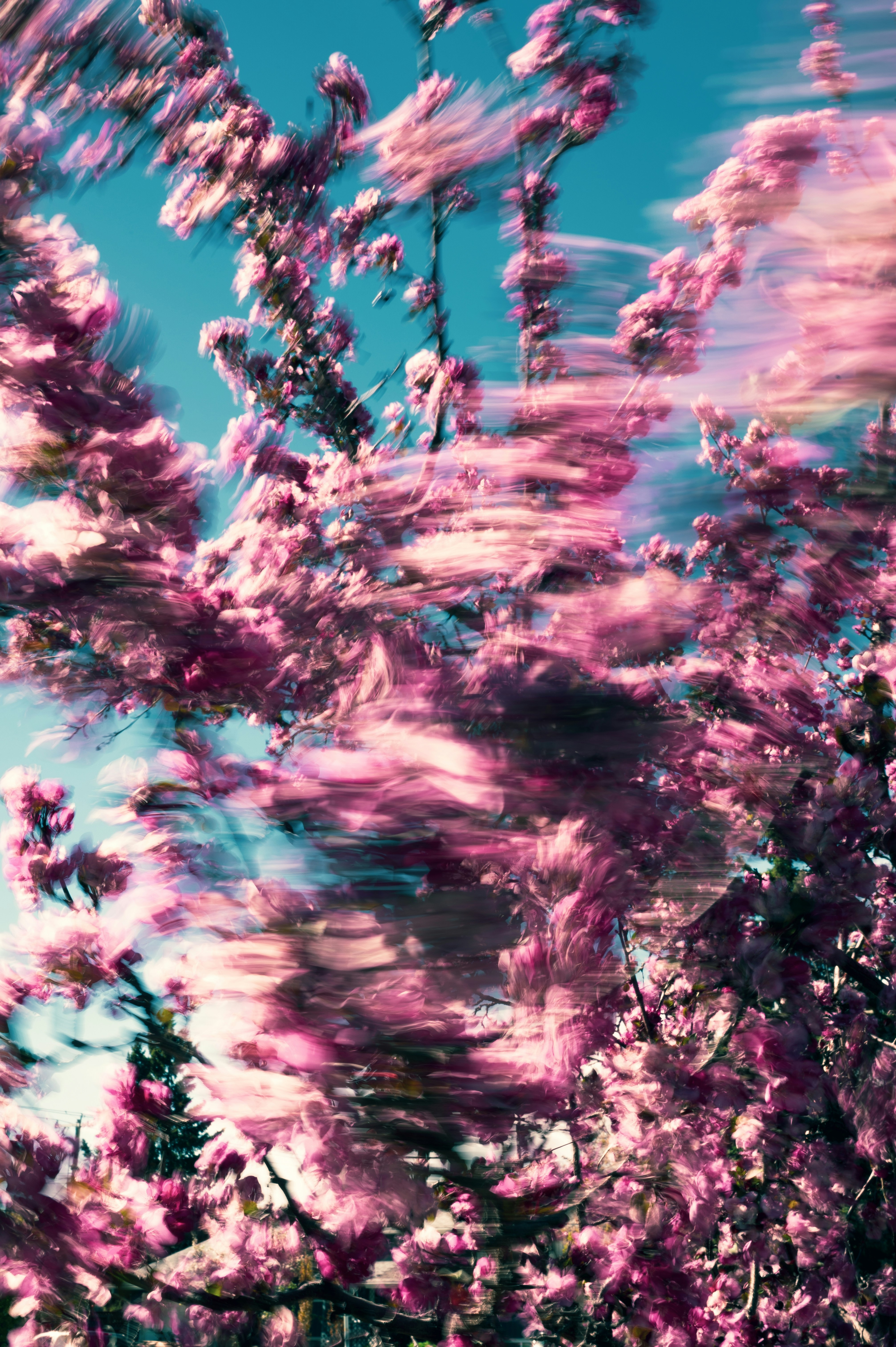 Abstract portrayal of pink cherry blossoms swaying in the breeze against a vibrant blue sky.
