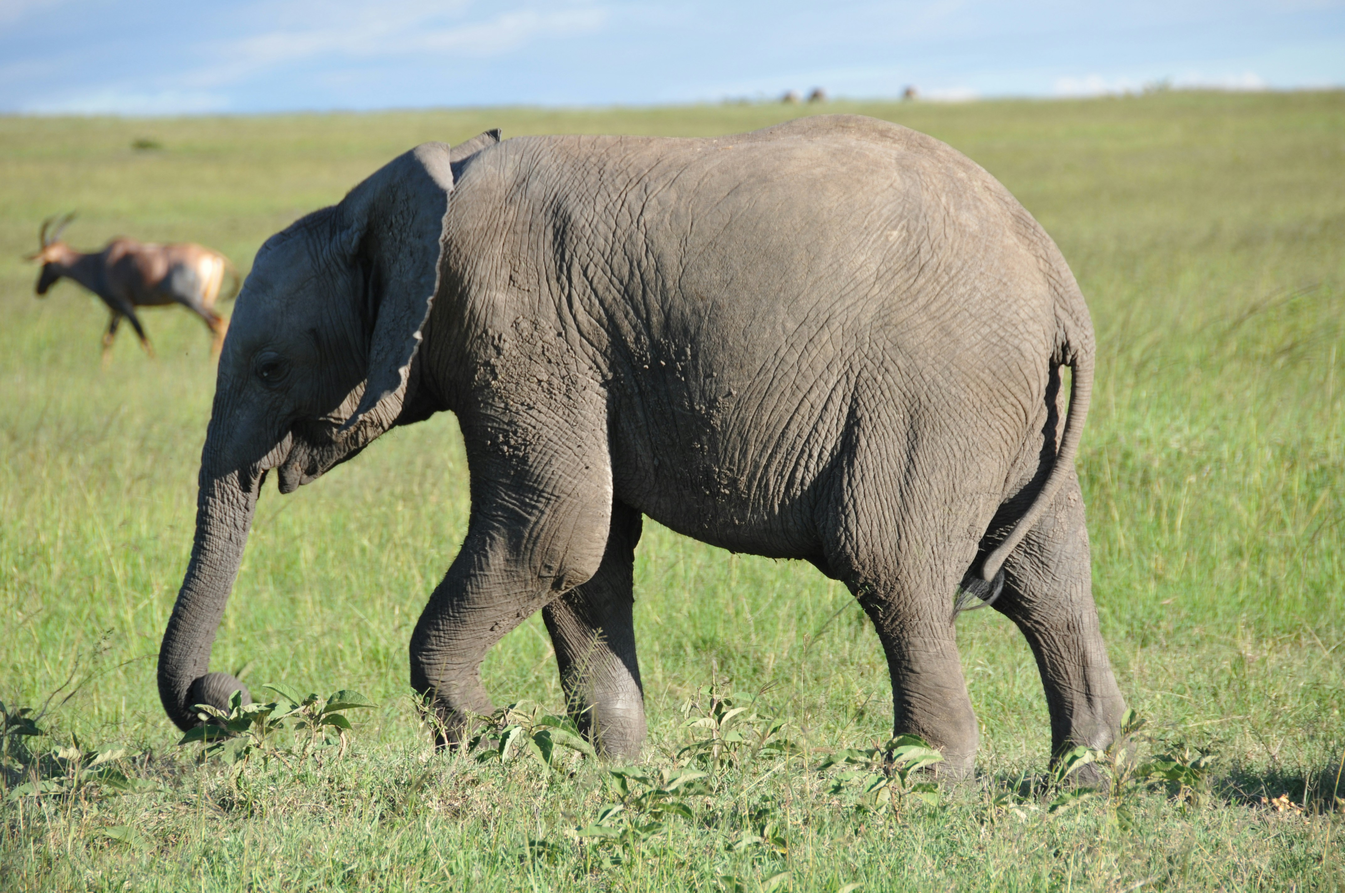 The Elephant's Stately Step Across a Serengeti Savanna
