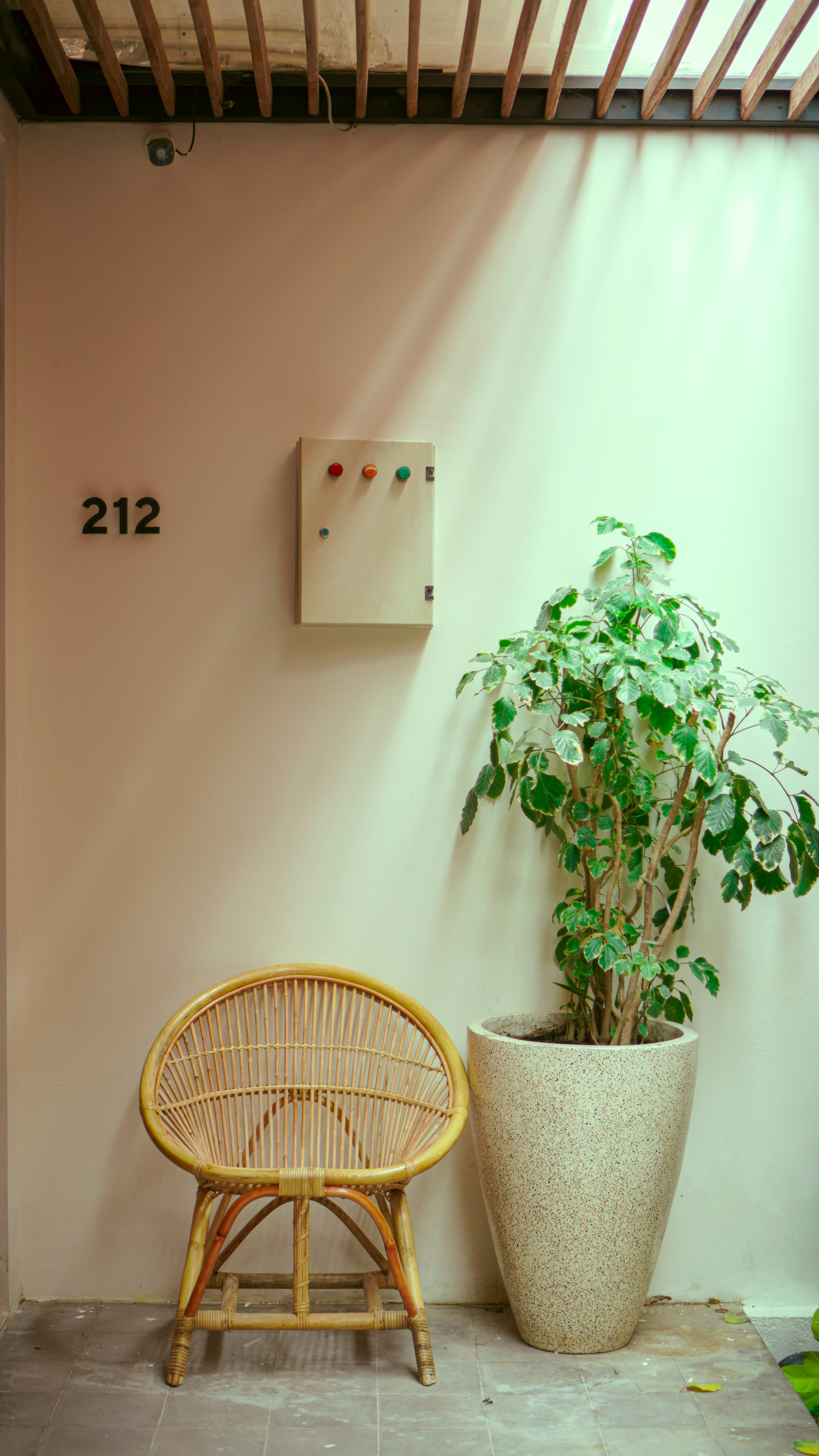 Beamed Light in a Quiet Courtyard: Wicker Chair and Verdant Corner
