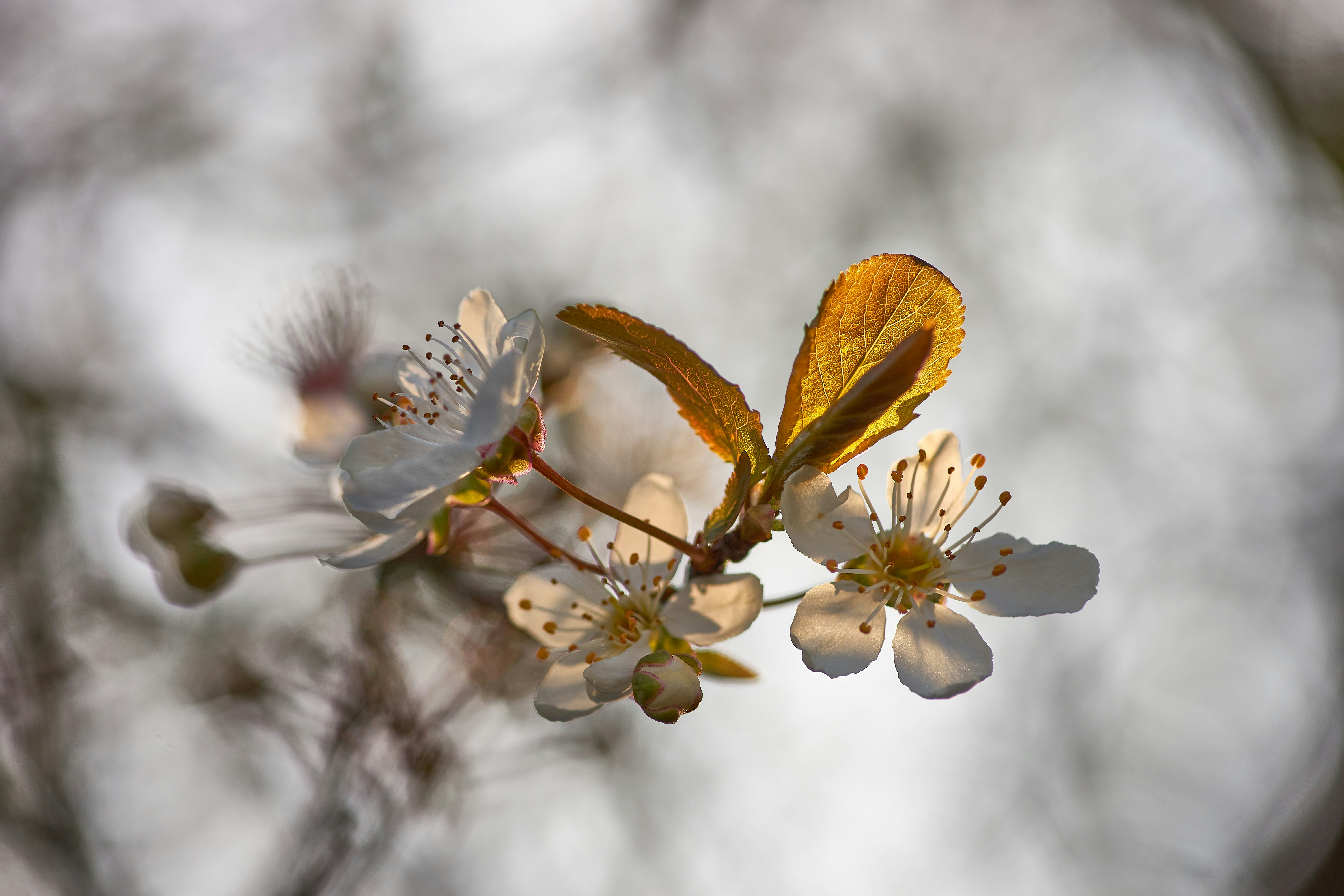 Blossom in Soft Backlight: A Fragile Moment on a Spring Branch