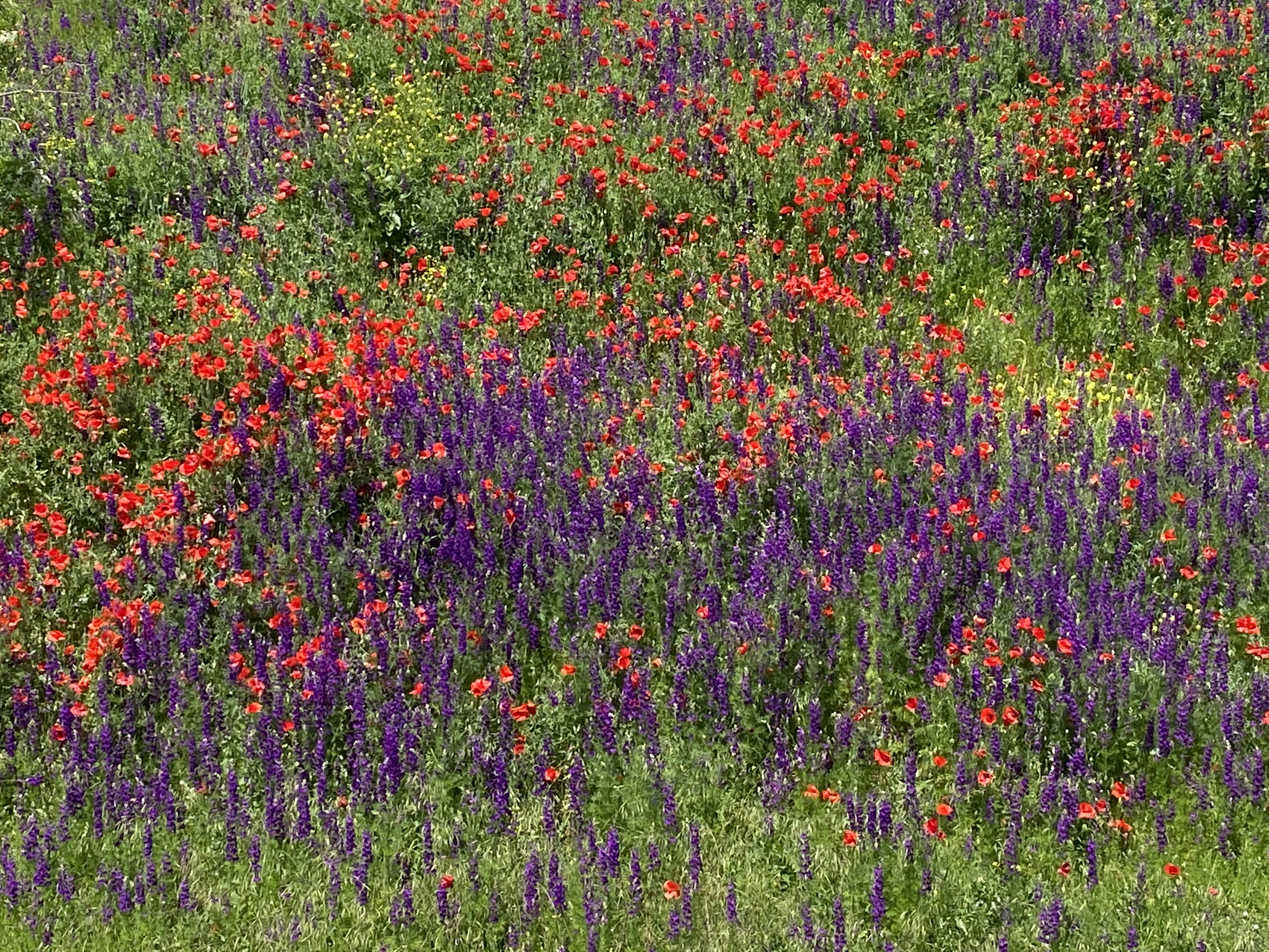 Champ de fleurs rouges et violettes pendant la journée photo – Photo ...