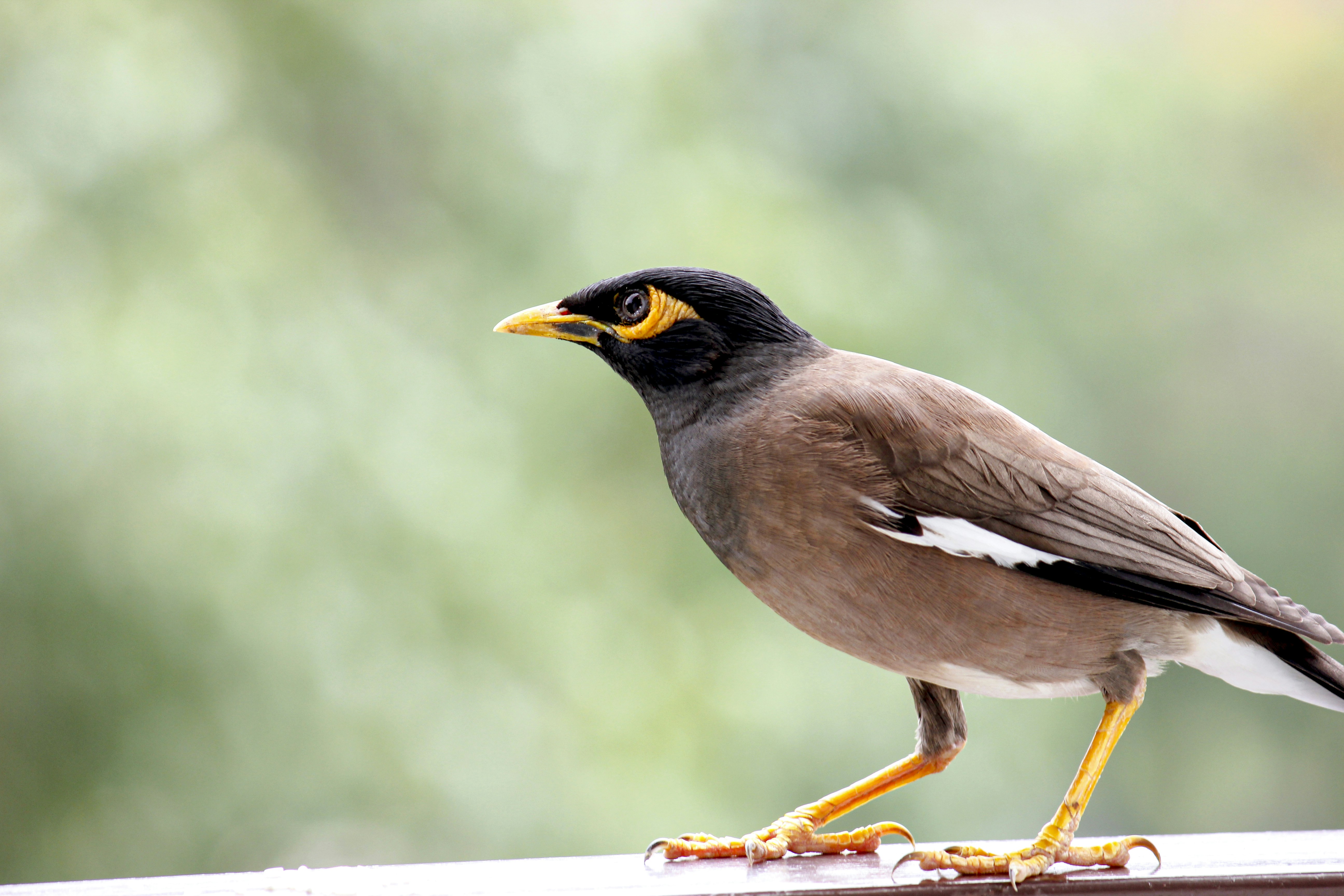 30,000+ Myna Bird Pictures | Download Free Images on Unsplash