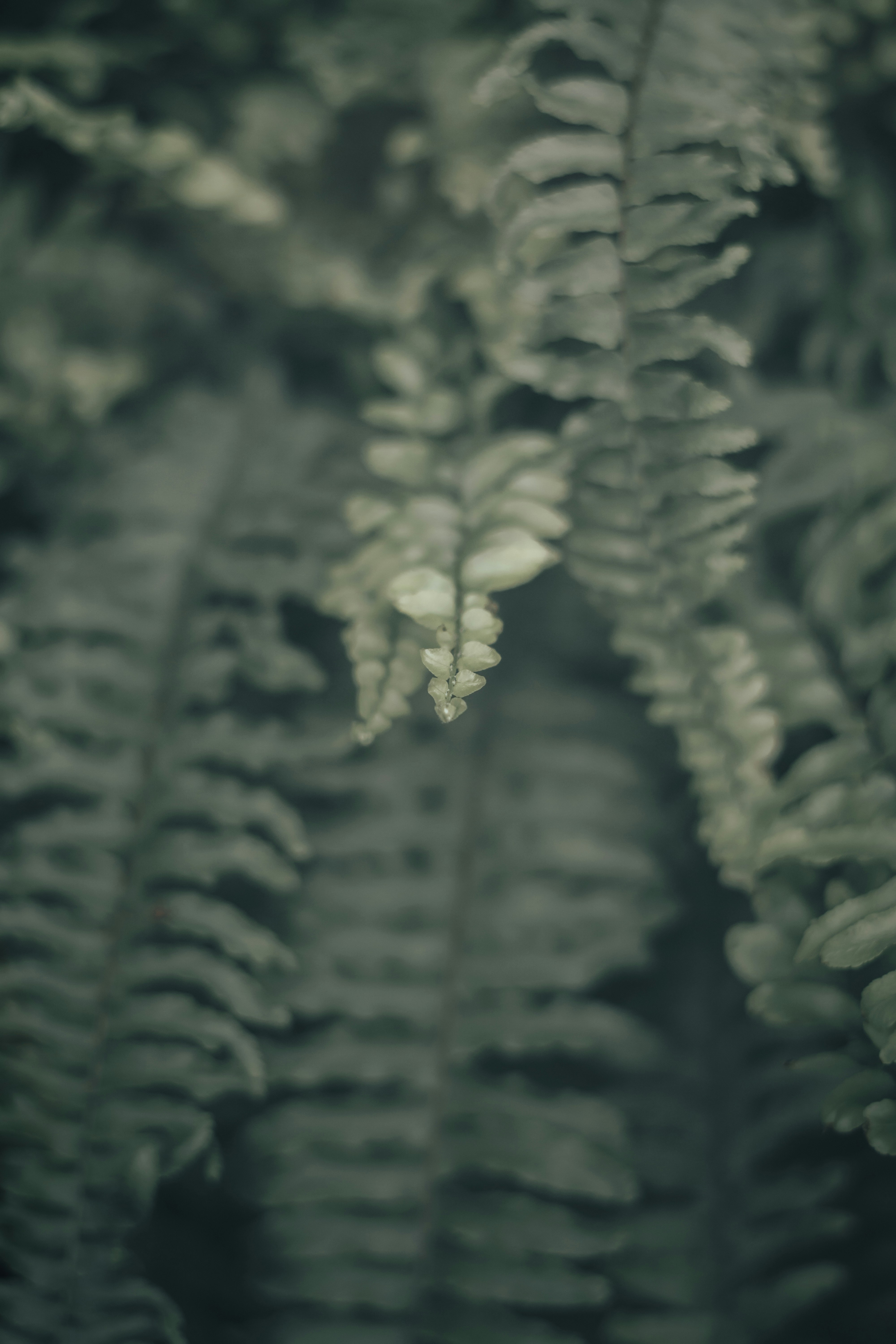 Delicate fern leaves create a lush tapestry of green, inviting a sense of tranquility and connection to nature.