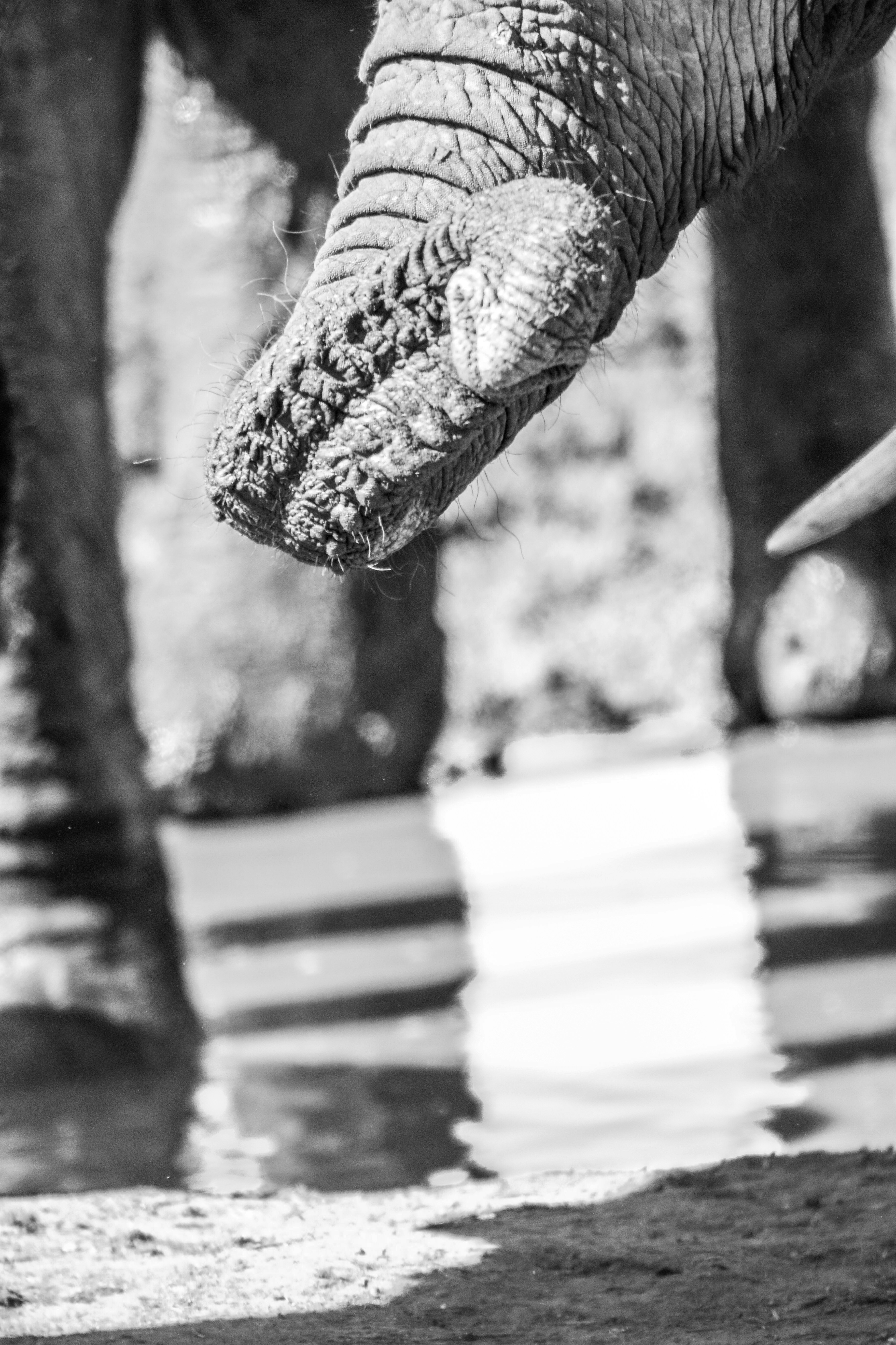 Trunk Pictures | Download Free Images on Unsplash