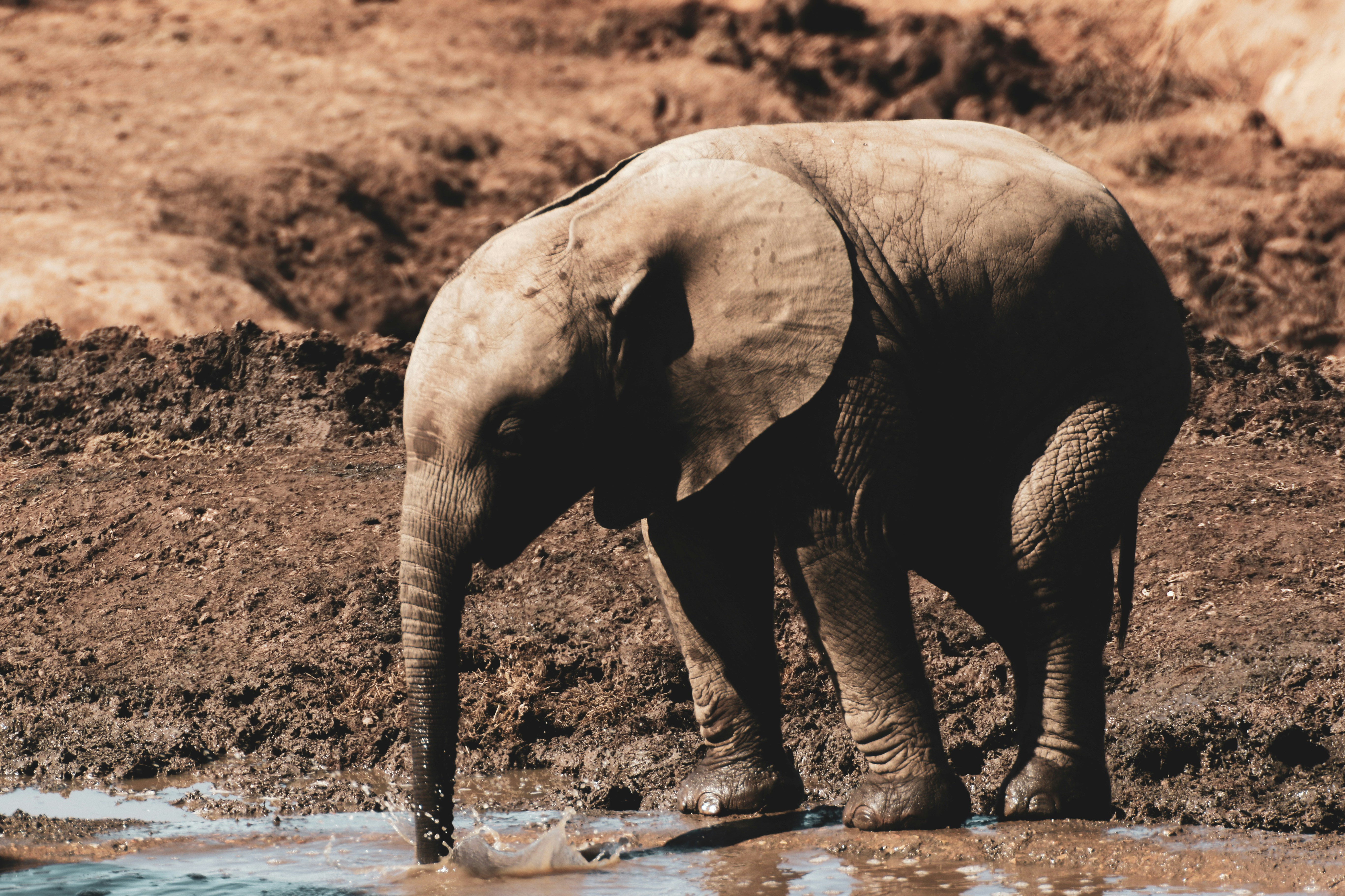 Sepia Stillness at the Waterhole: An Elephant Reaches for the Quiet Surface
