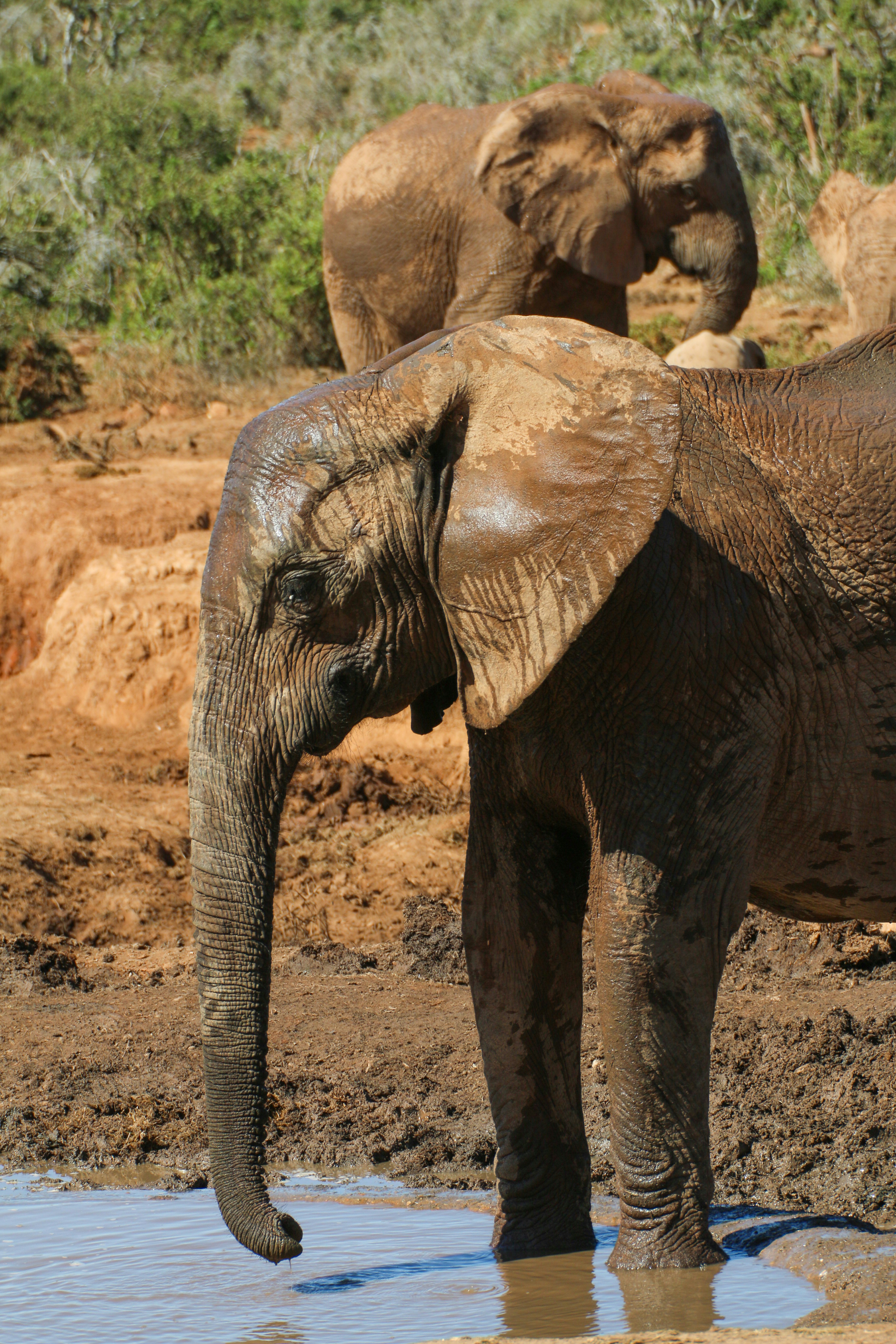 Mud-Cloaked Trunks: A Waterhole Portrait of Elephant Giants