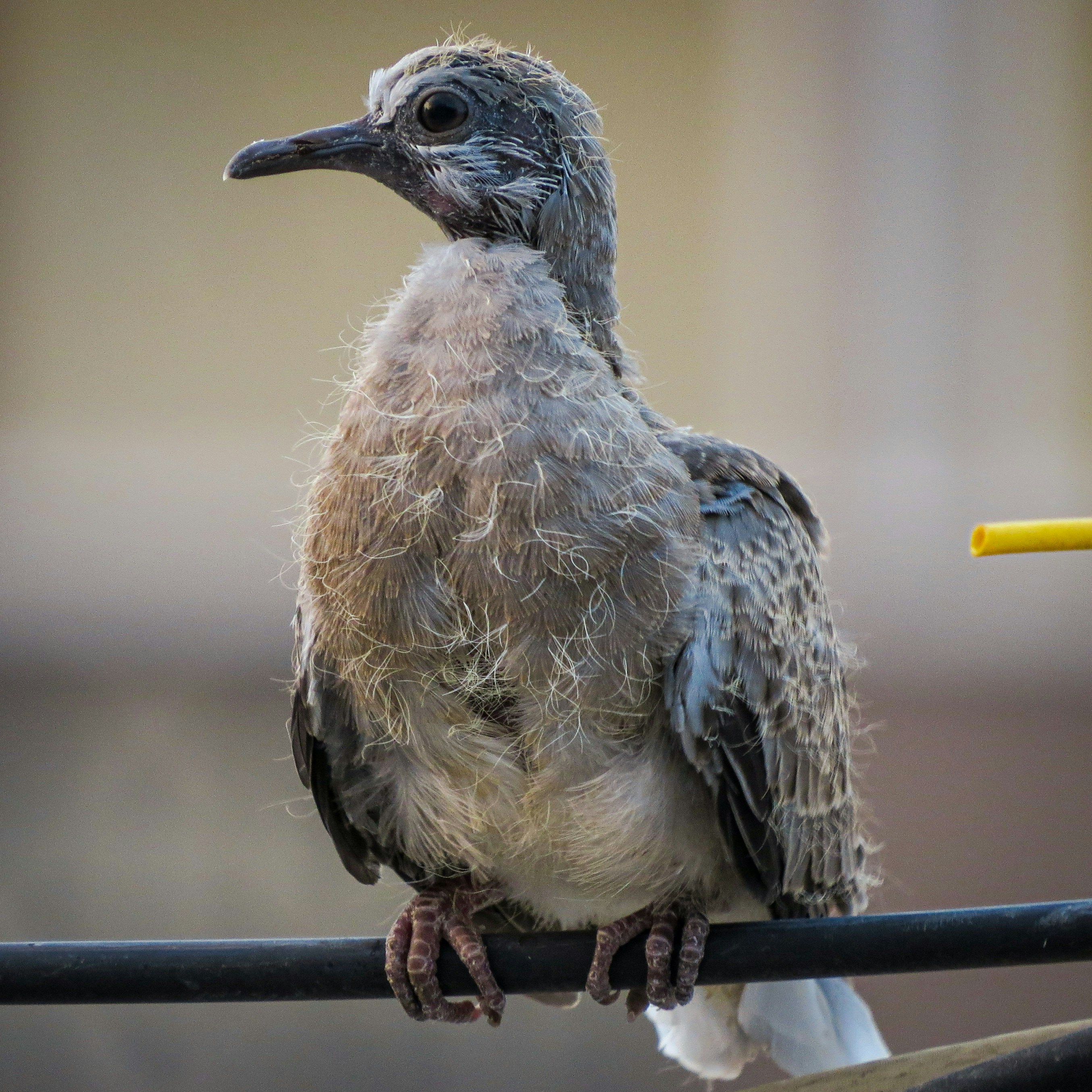 Patient juvenile perched on a feeder rail, feathers still fluffy and damp