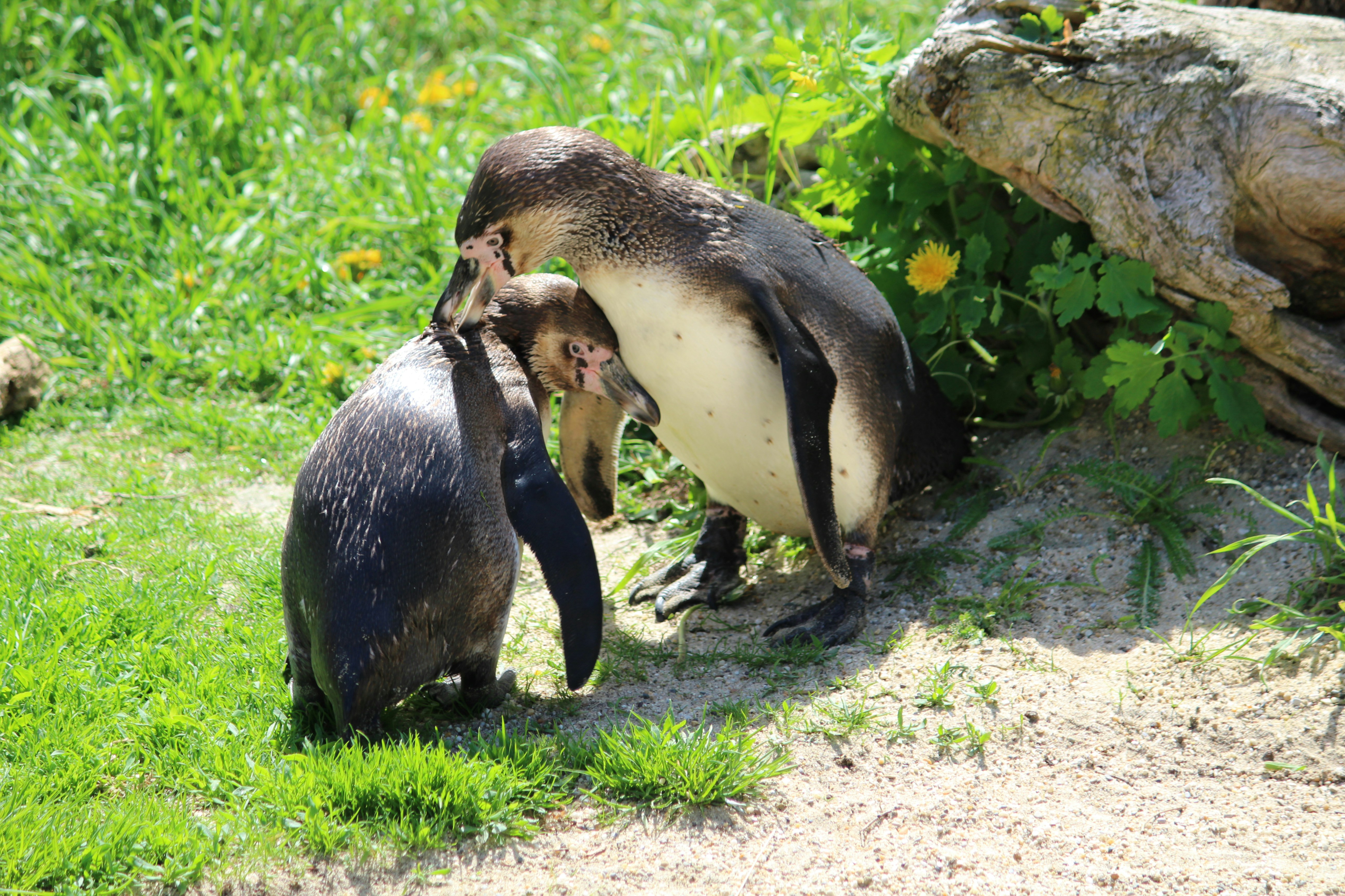 Daniela Turcanu (@protopopica) | Communauté photos Unsplash