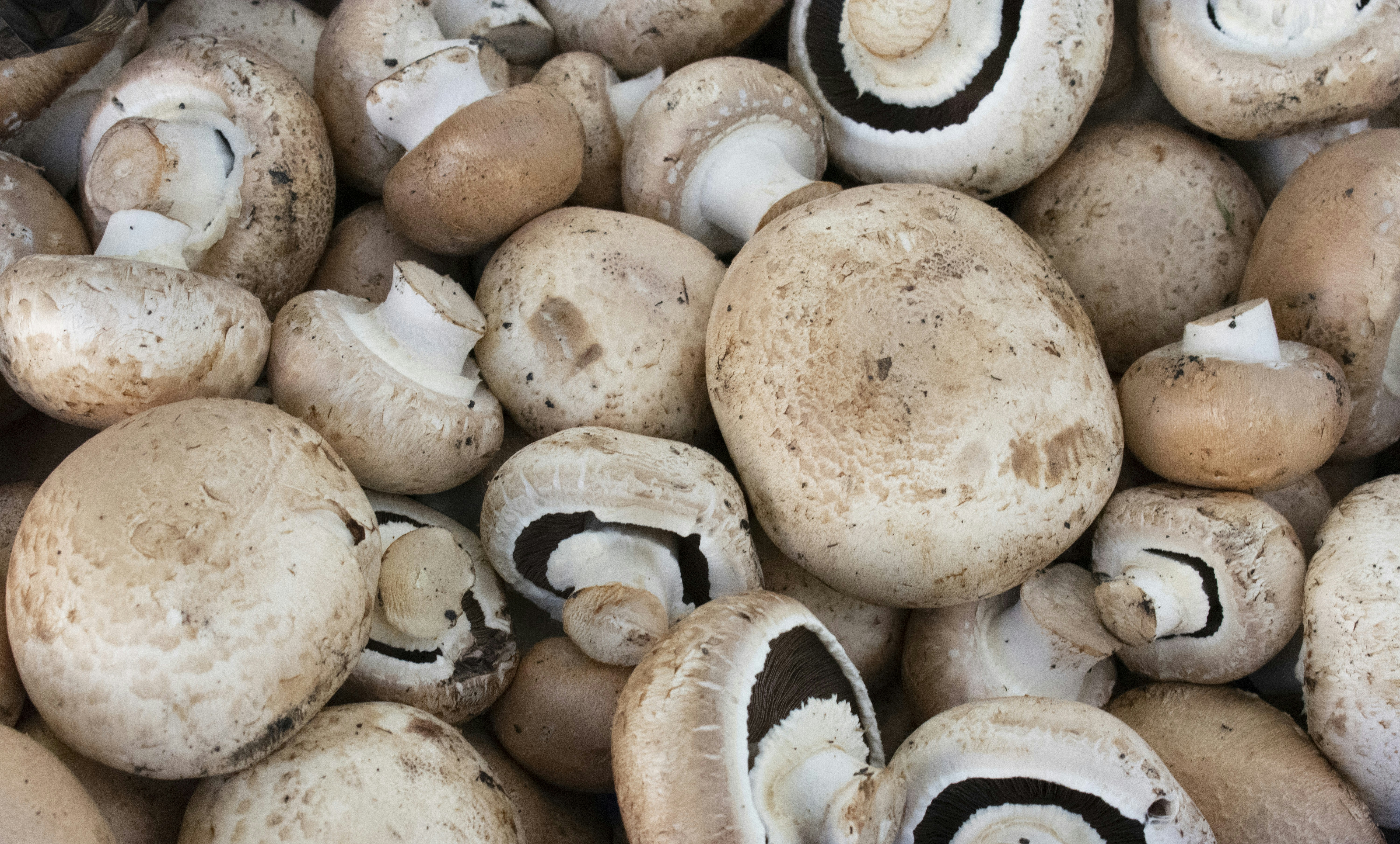 mushrooms & mushrooms