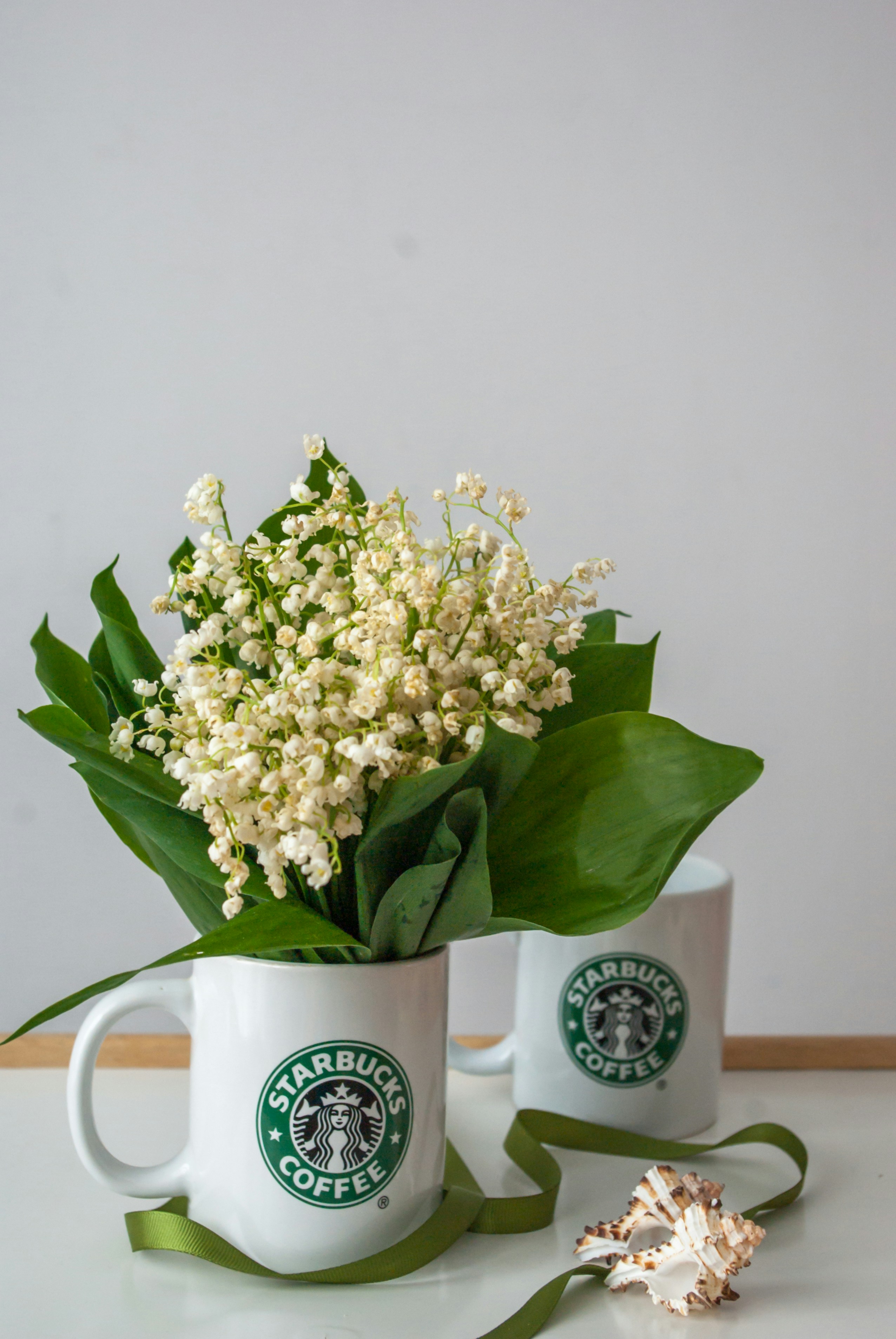 A Starbucks mug filled with delicate white flowers and lush green leaves, accompanied by another mug in the background. A ribbon and seashell add a charming touch.
