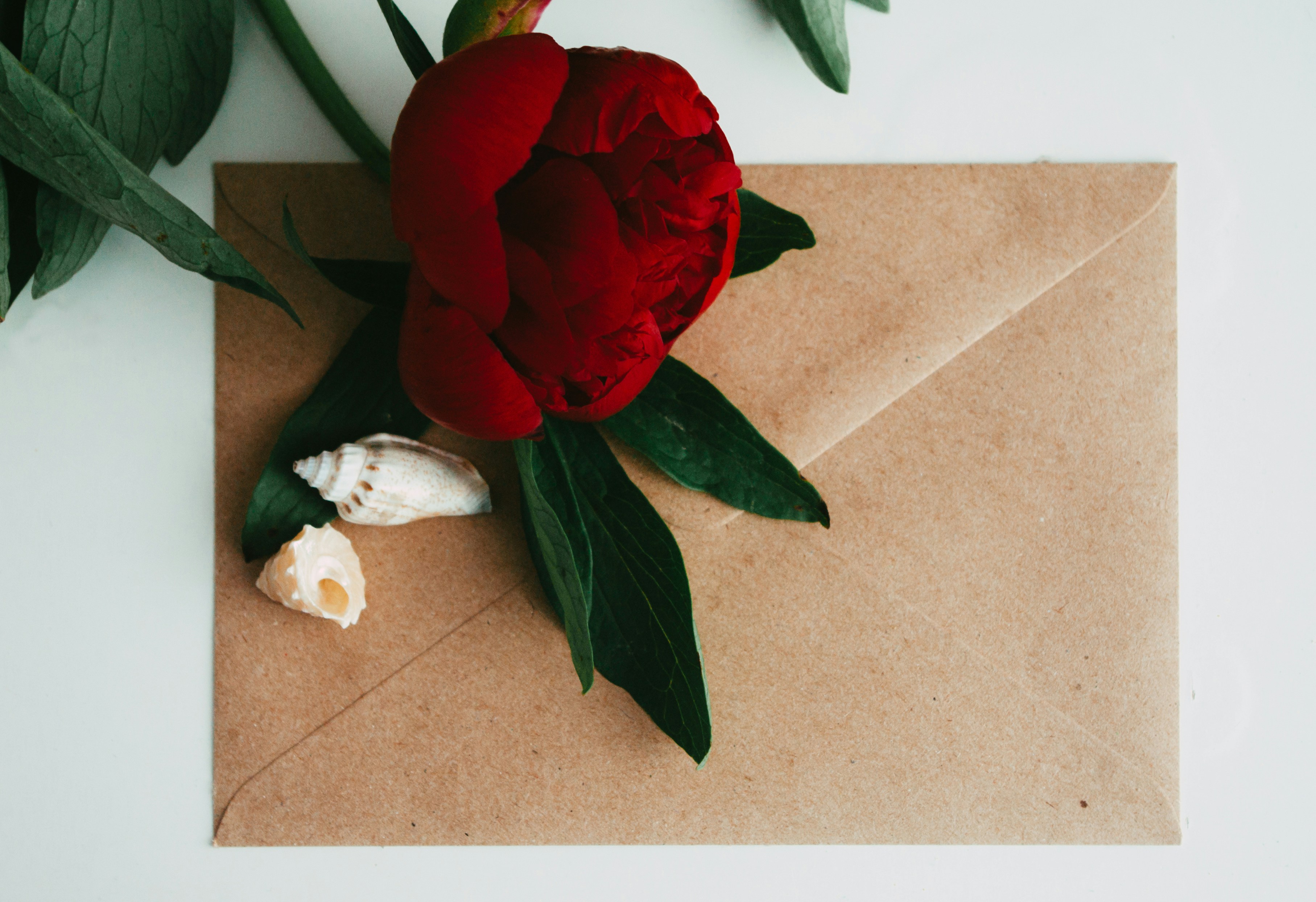 Crimson rose and green leaves rest atop a kraft envelope with small shell fragments, captured in a calm flat lay.