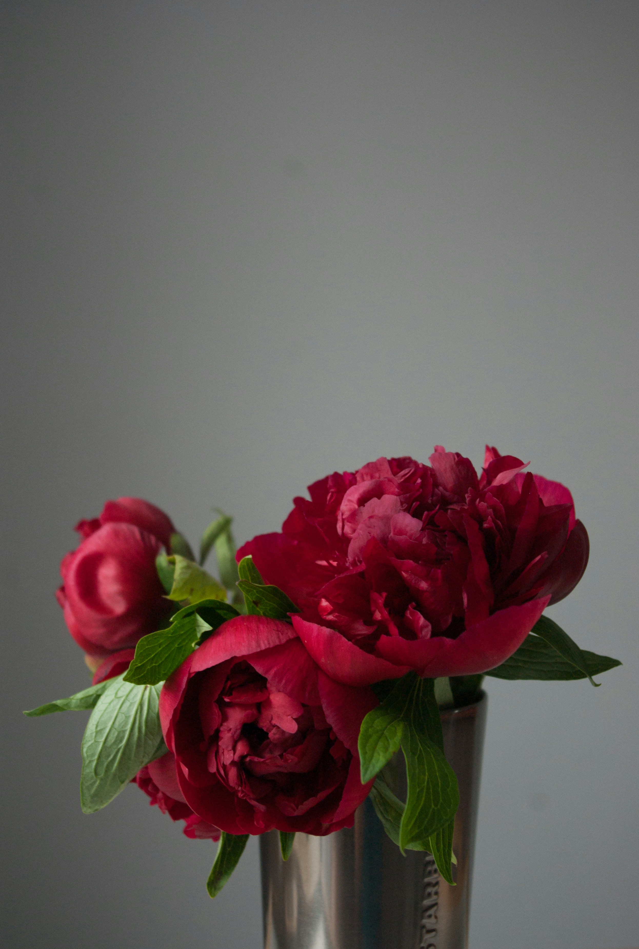Peony Flowers Pictures | Download Free Images on Unsplash