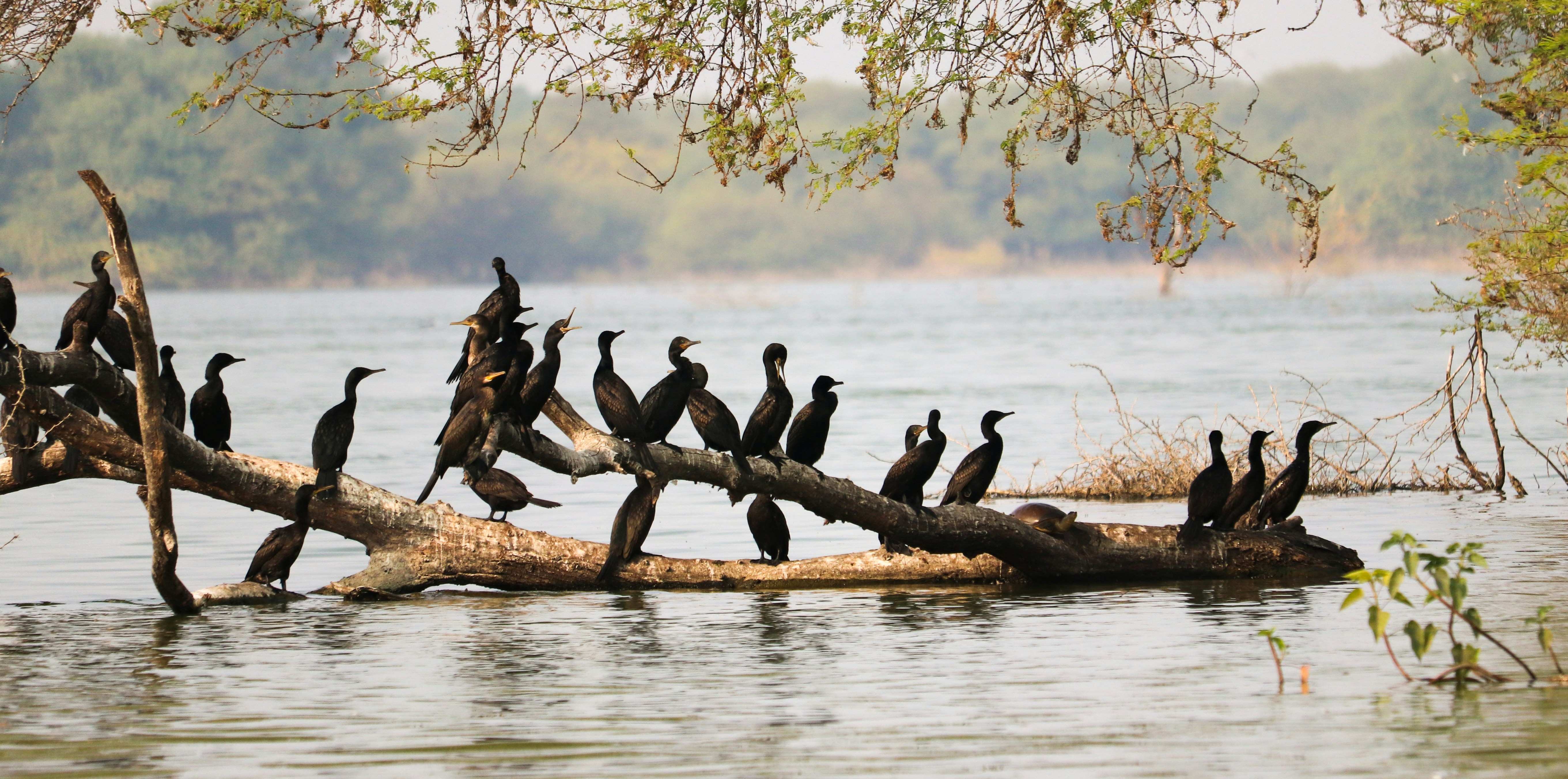 Flock of birds on brown tree log on lake during daytime photo – Free ...