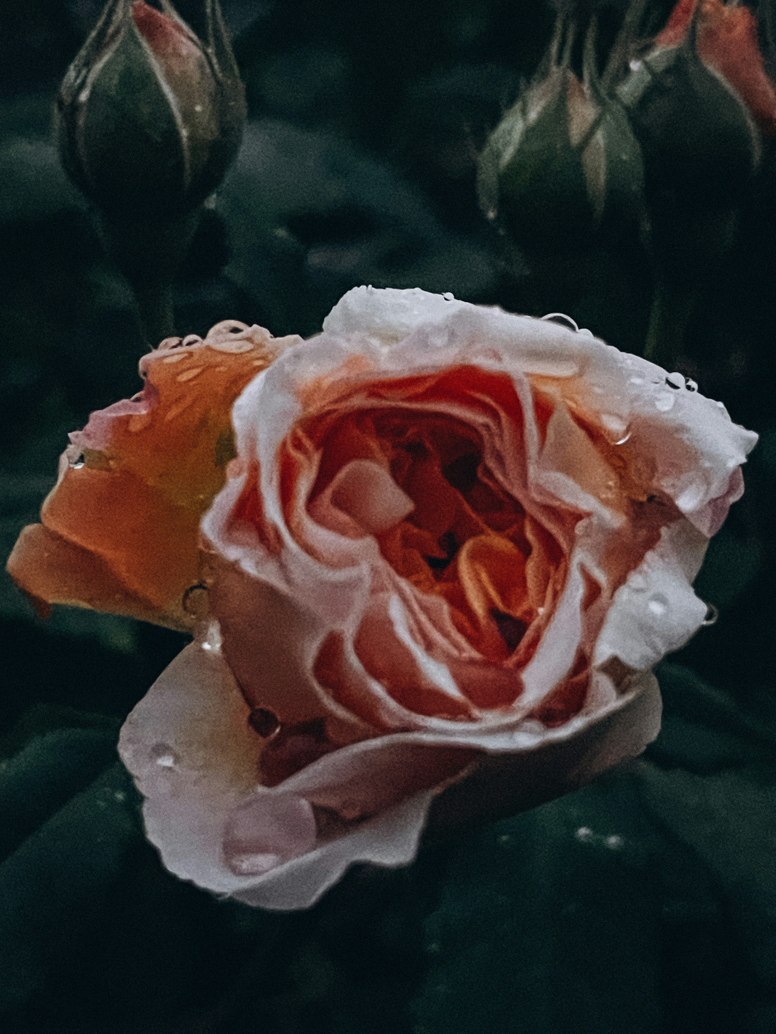 White and pink rose in bloom photo – Free Rose Image on Unsplash