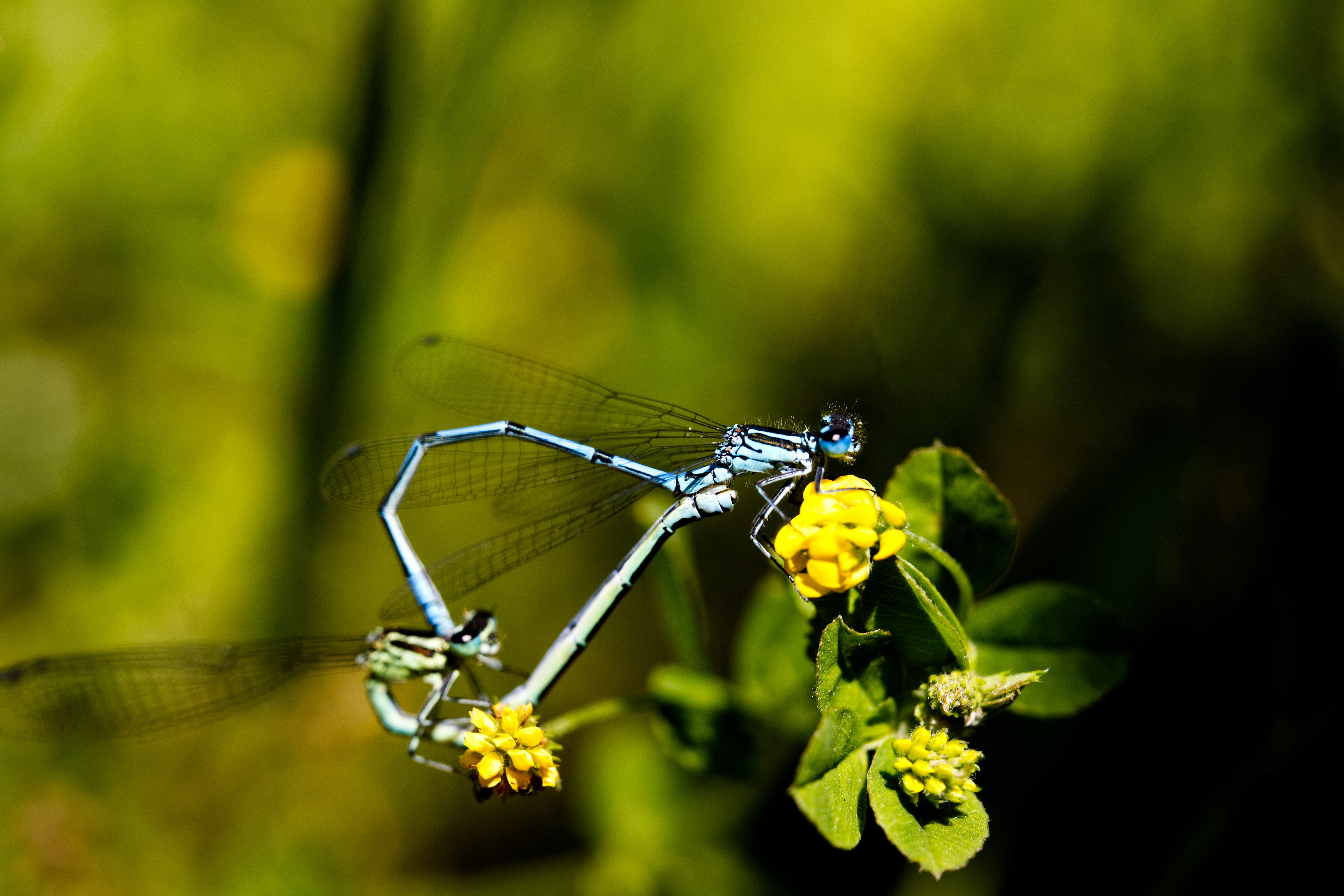 Azure Dragonfly Perched on Yellow Blooms in a Sunlit Meadow
