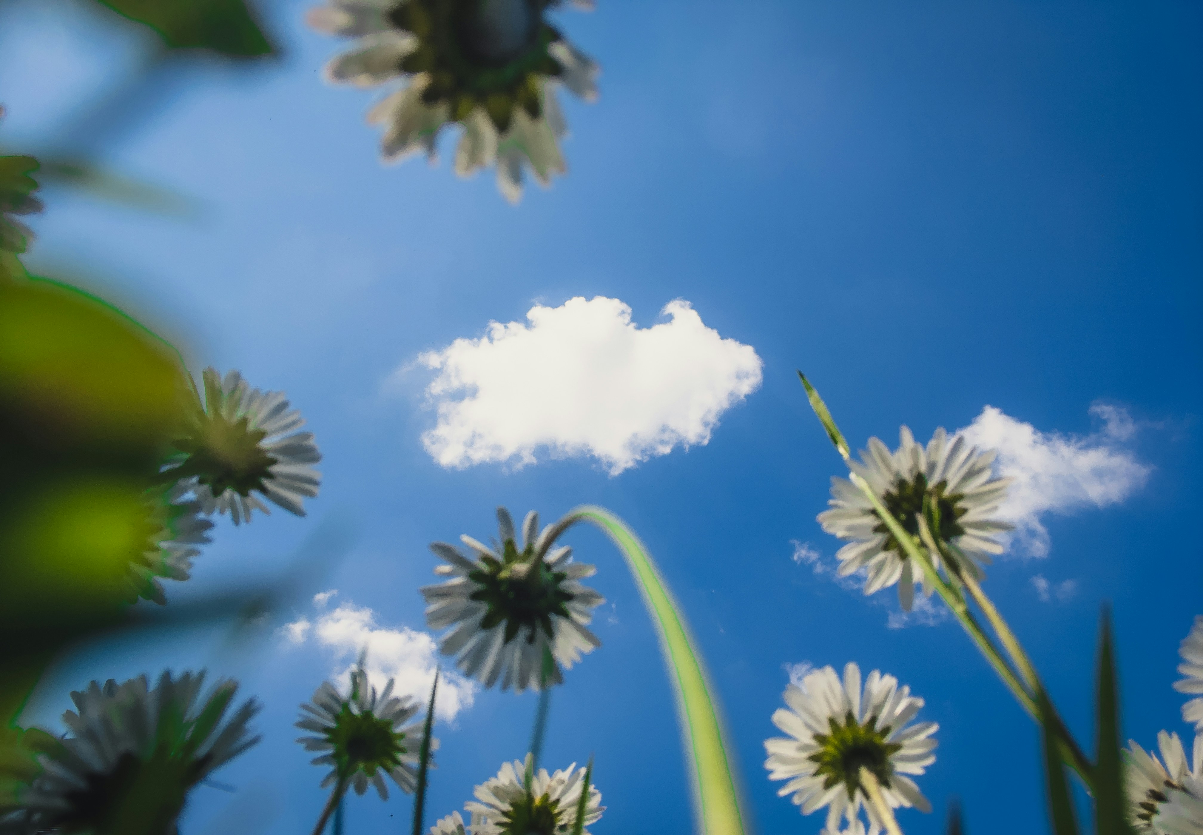 White daisies viewed from below with a bright blue sky and scattered clouds.