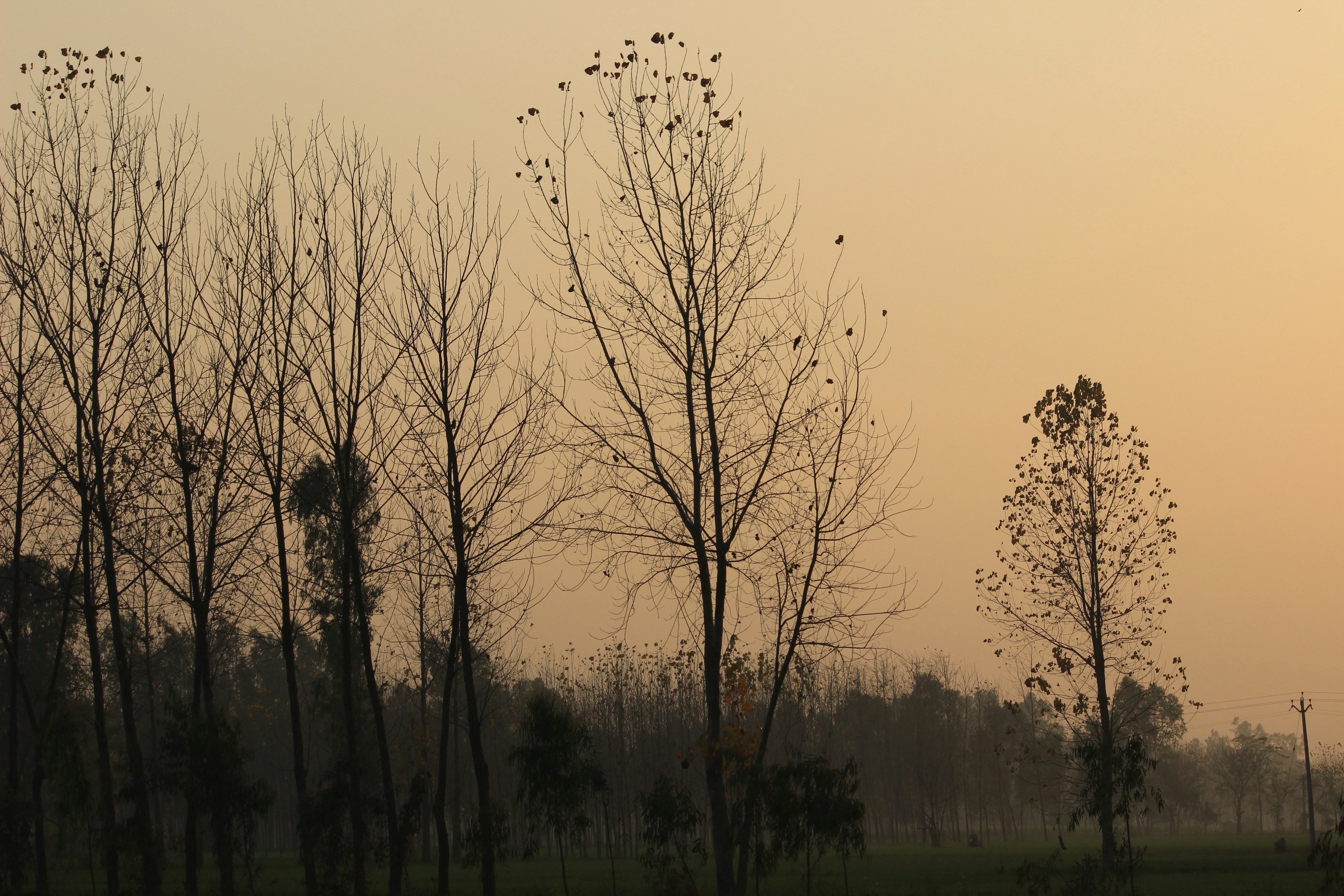 Amber Dusk Row: Silhouettes of Tall Trees Against a Quiet HorizonRituraj Pankaj