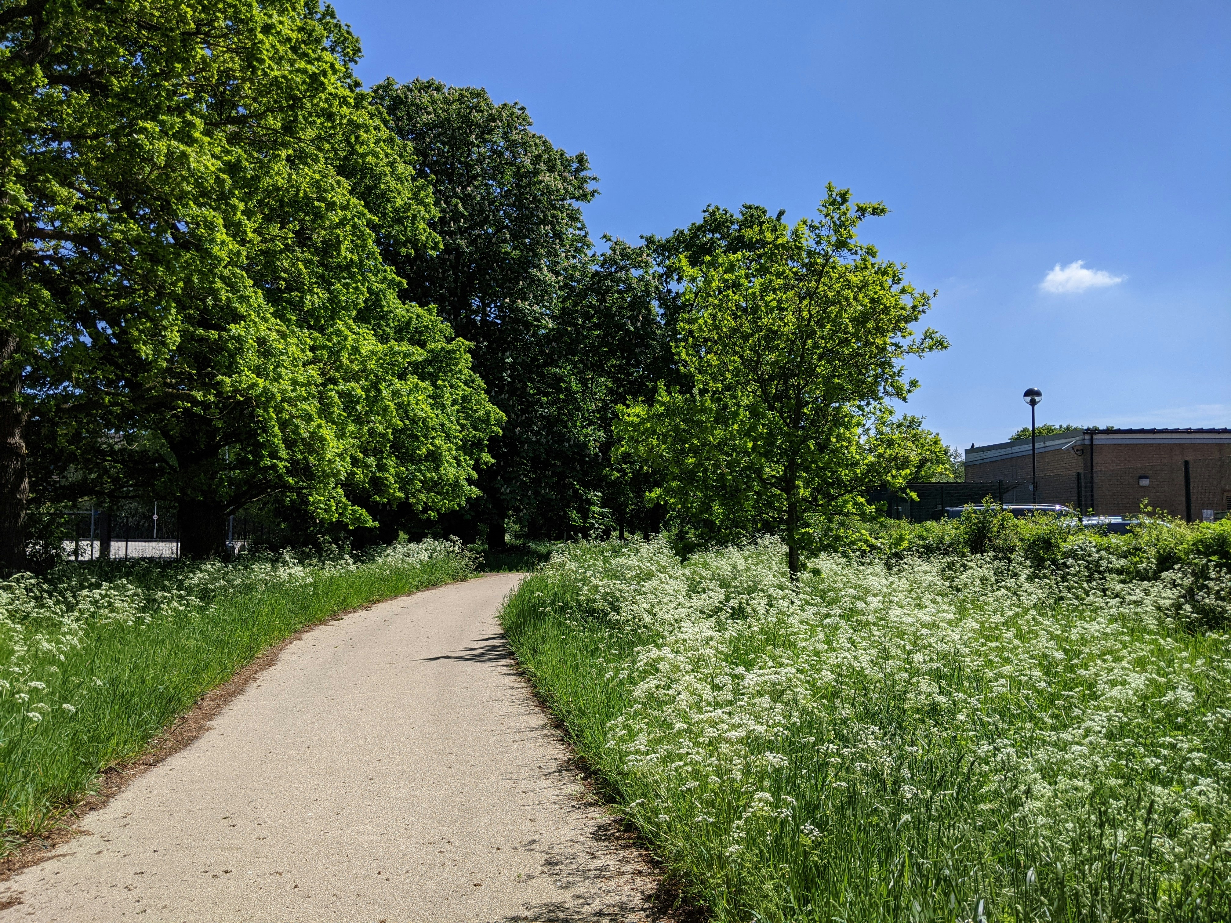 Sunny pathway bordered by lush greenery and white wildflowers under a clear blue sky.
