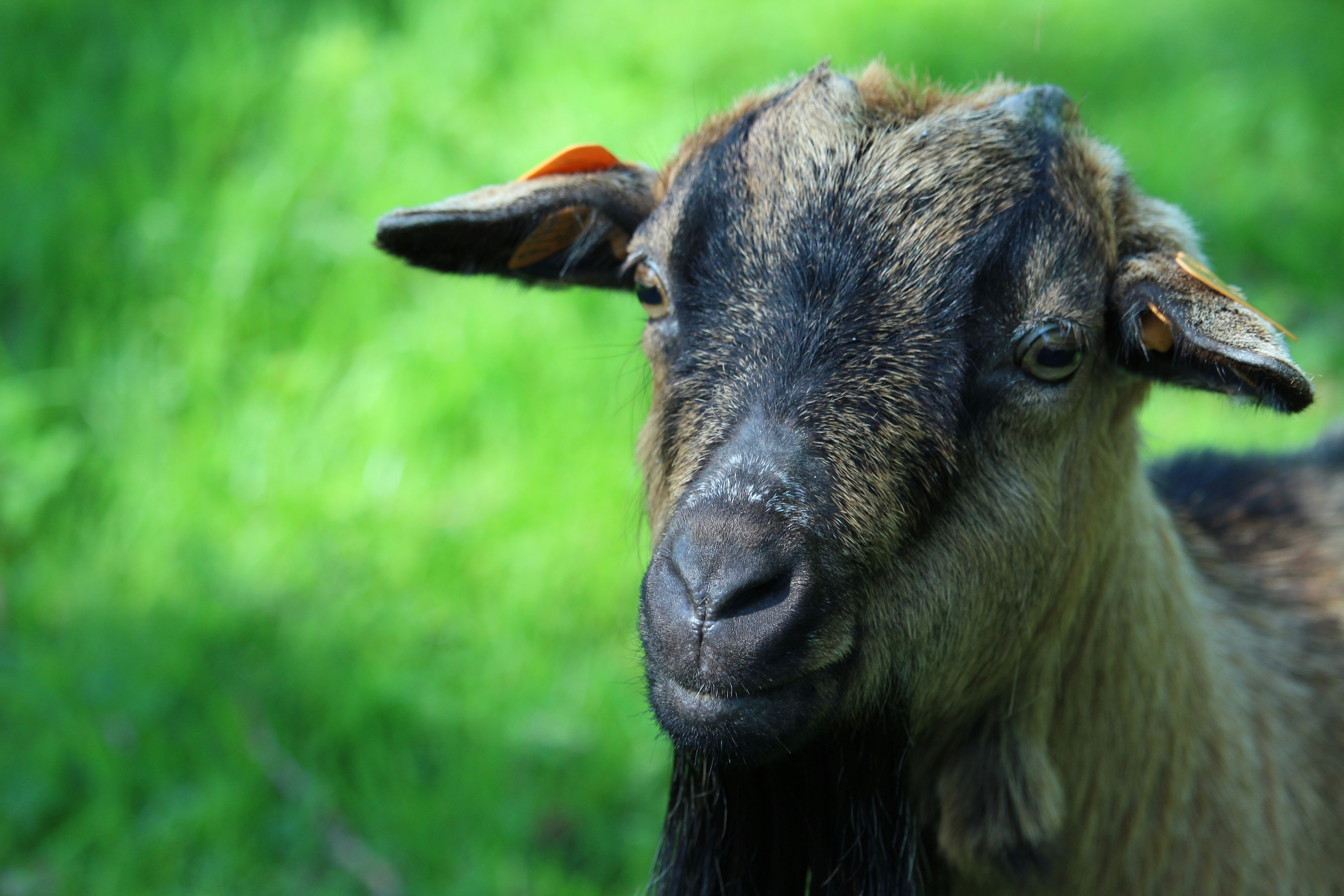Close-up of a goat with distinctive markings, set against a lush green background. The animal's expressive eyes and ears suggest curiosity.
