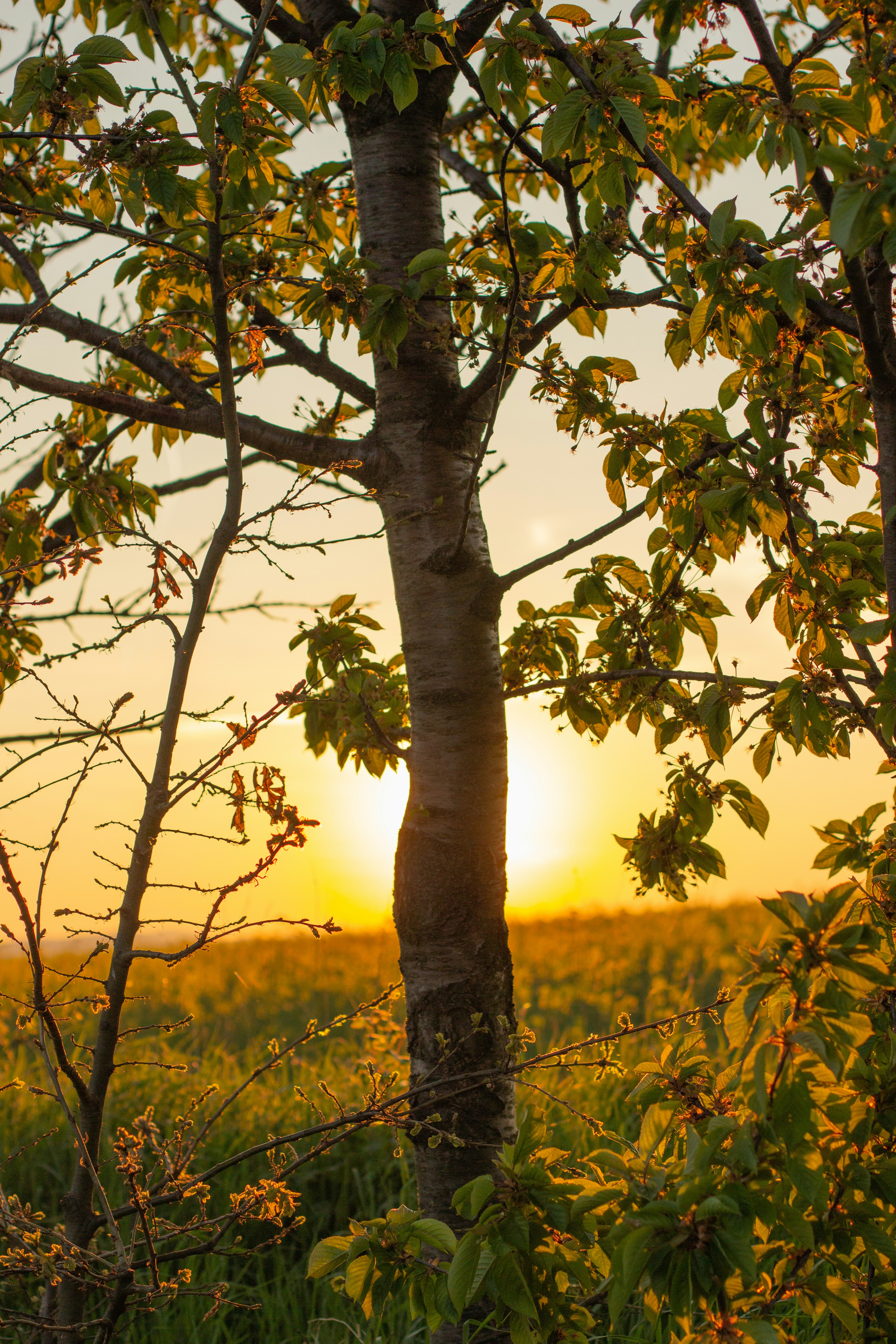 Sunrise peeking through the branches of a tree, casting warm light on the surrounding field. The scene captures the tranquil beauty of nature awakening.