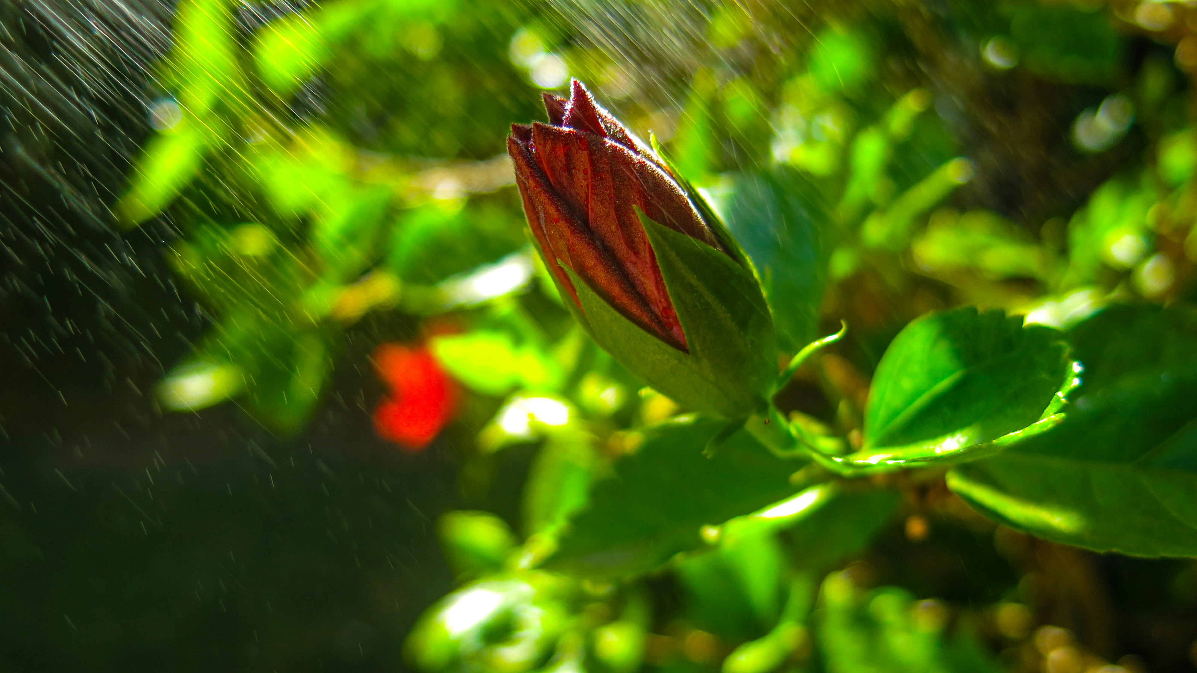 Close-up photograph of a rain-kissed rosebud with dew on the petals, set against a bright, blurred garden backdrop. The bloom's warm tones contrast with the green foliage, while raindrops add texture.