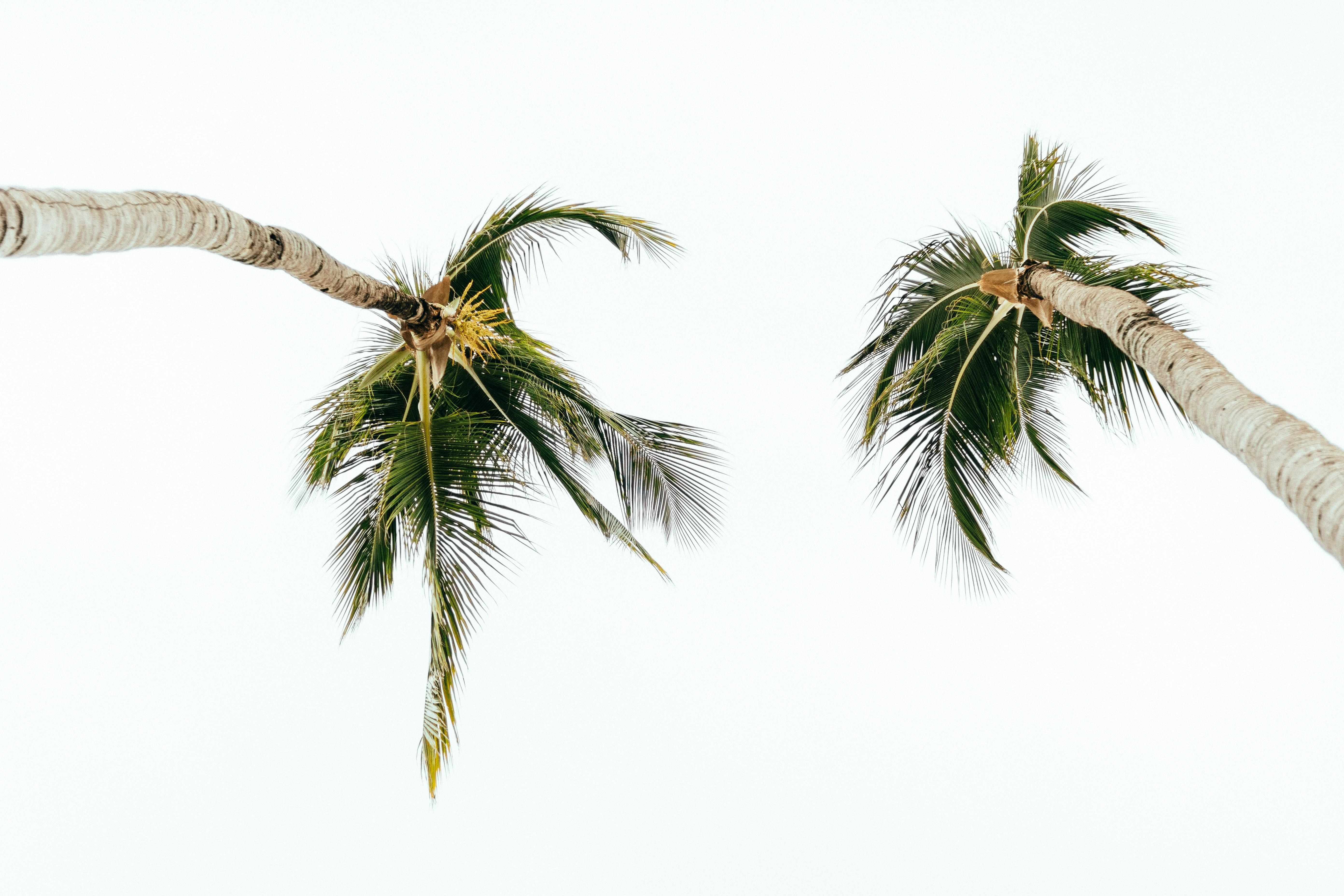 Dual Palms Against a Blank Canvas