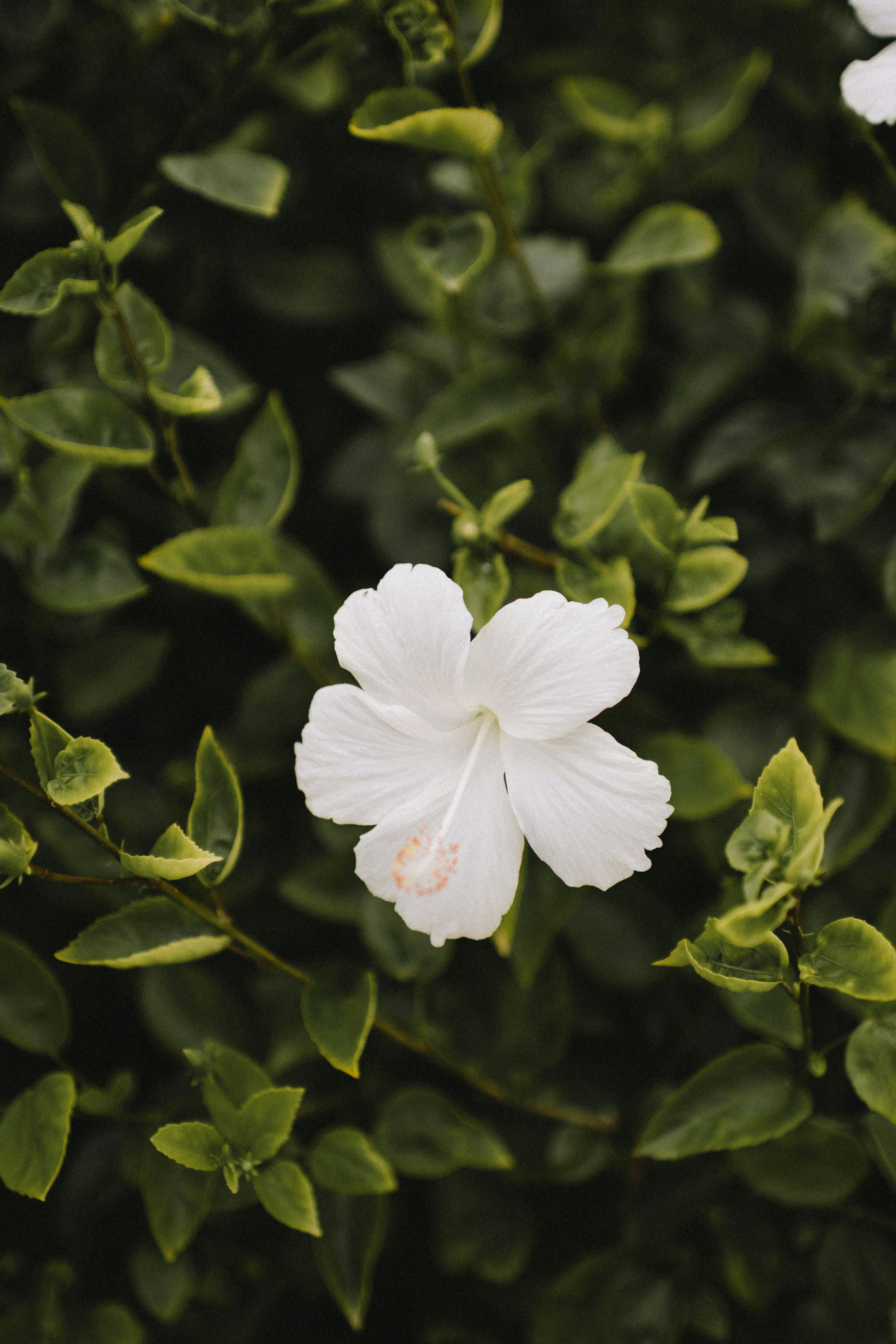 A single white hibiscus flower stands out against a backdrop of vibrant green leaves, showcasing its intricate petals and subtle color variations.