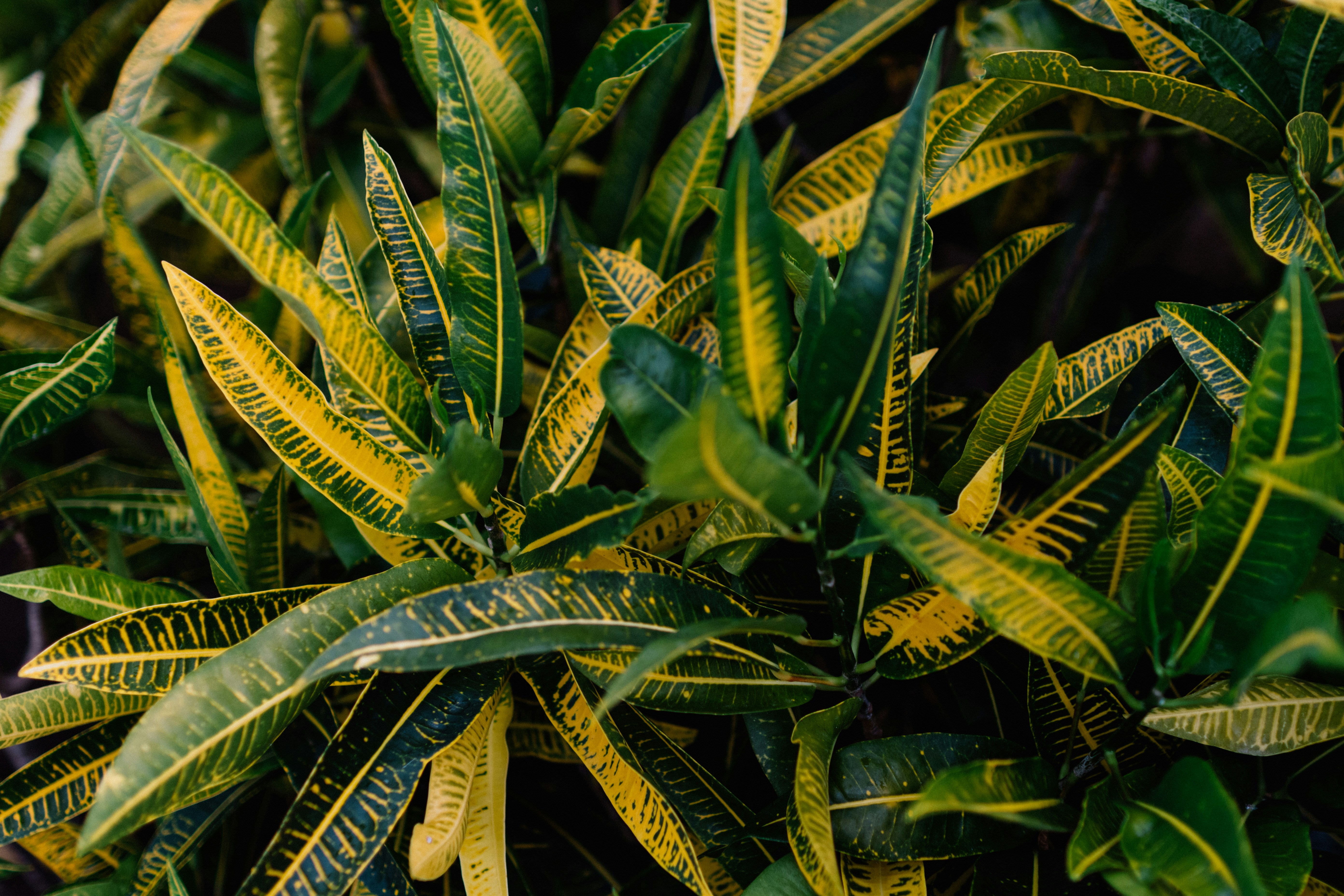 Gold-edged Green: a Close-Up of Variegated Tropical Leaves