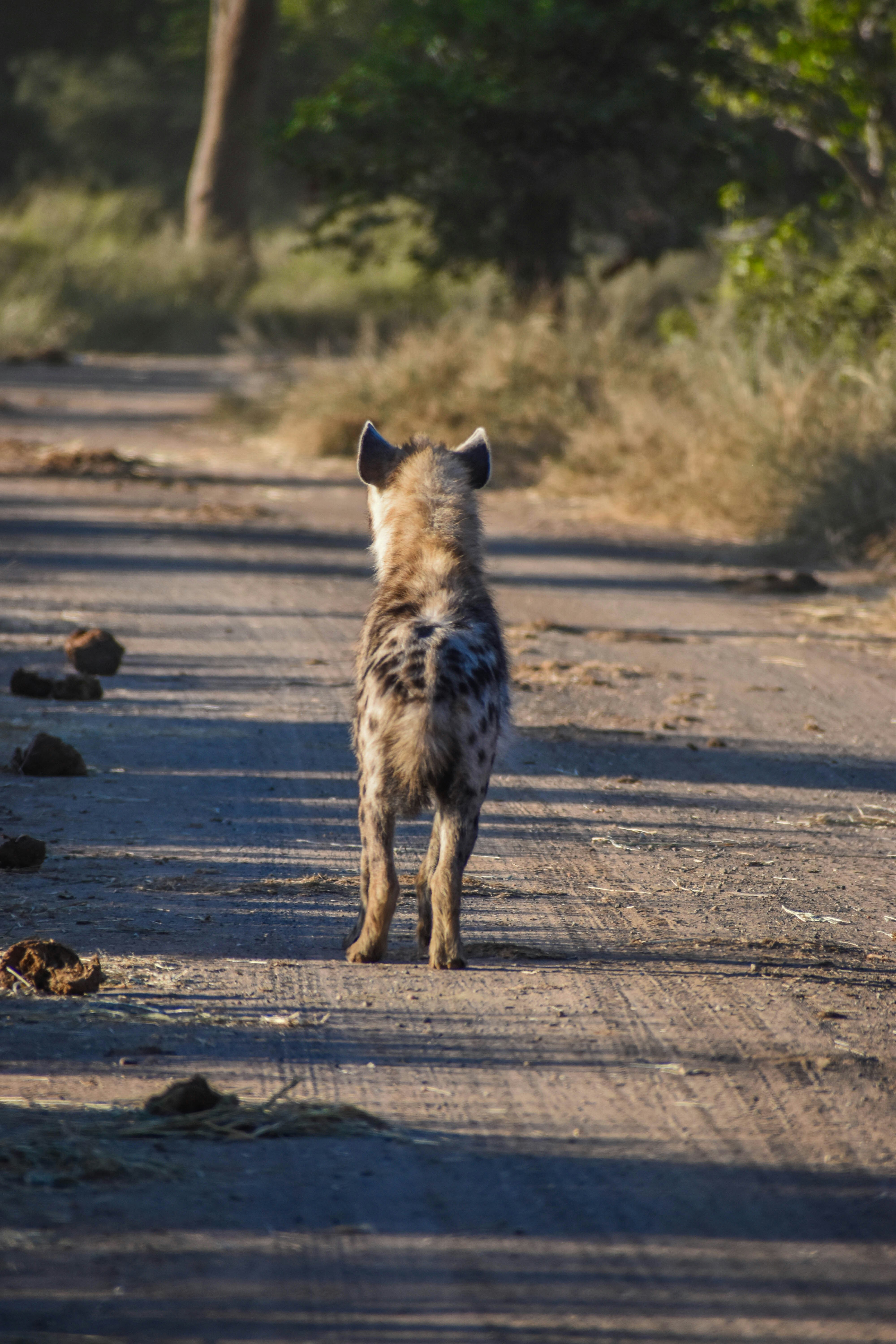 Four Legged Animals Running