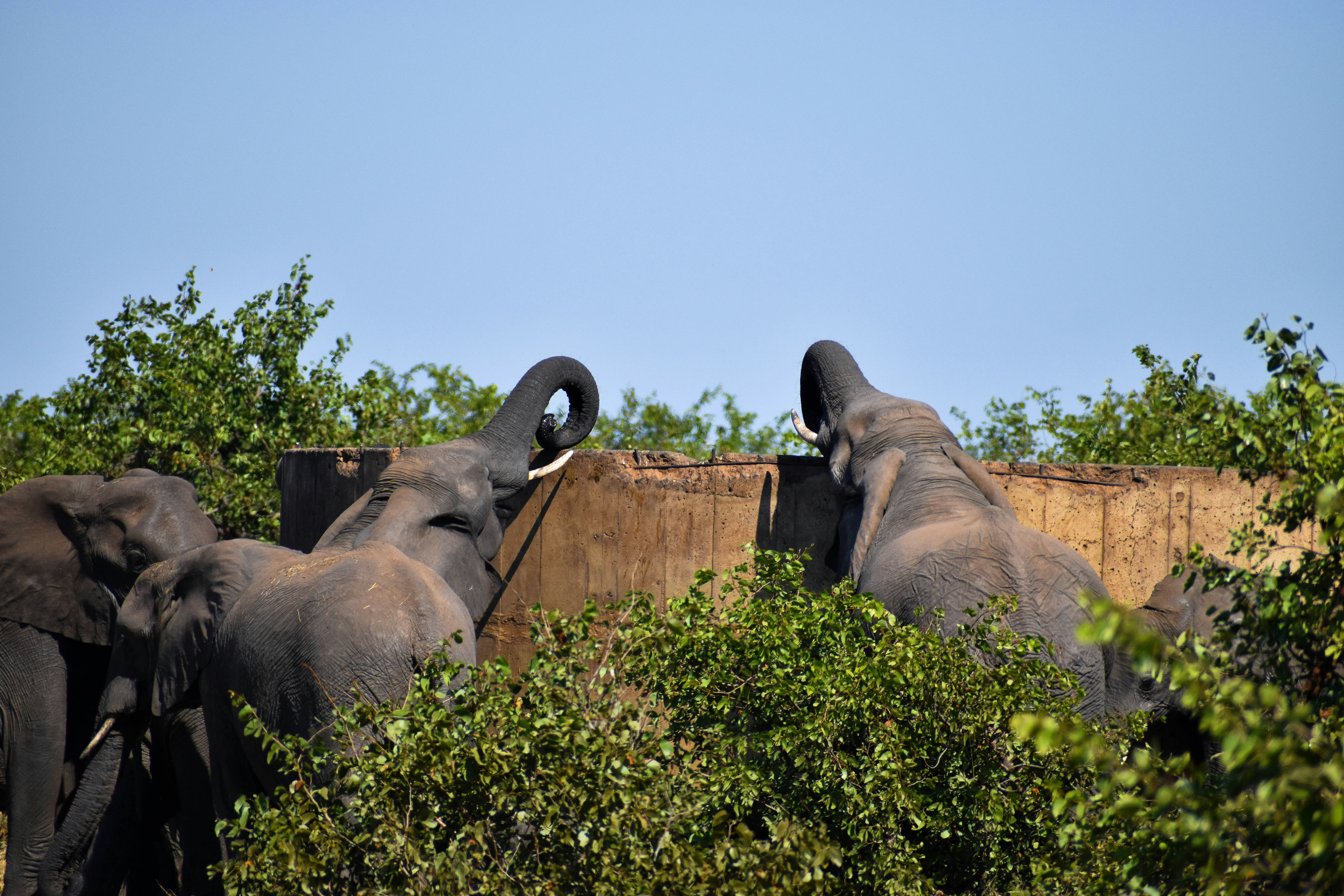 Two elephants reaching for water from a trough, surrounded by lush greenery under a clear blue sky.