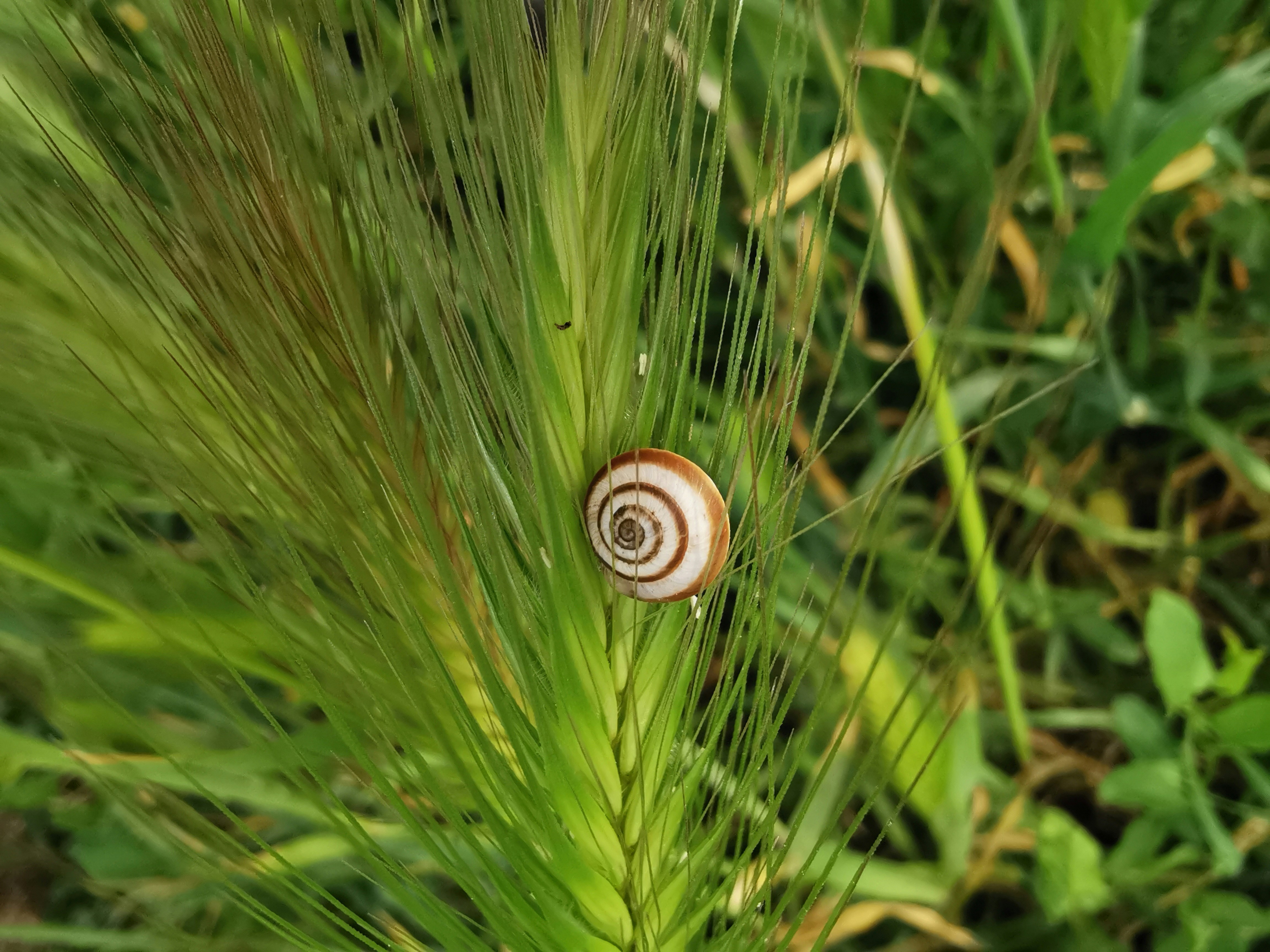 A striped snail clings to a vibrant green blade of grass, showcasing nature's delicate balance. The intricate patterns of the shell contrast with the lush backdrop.