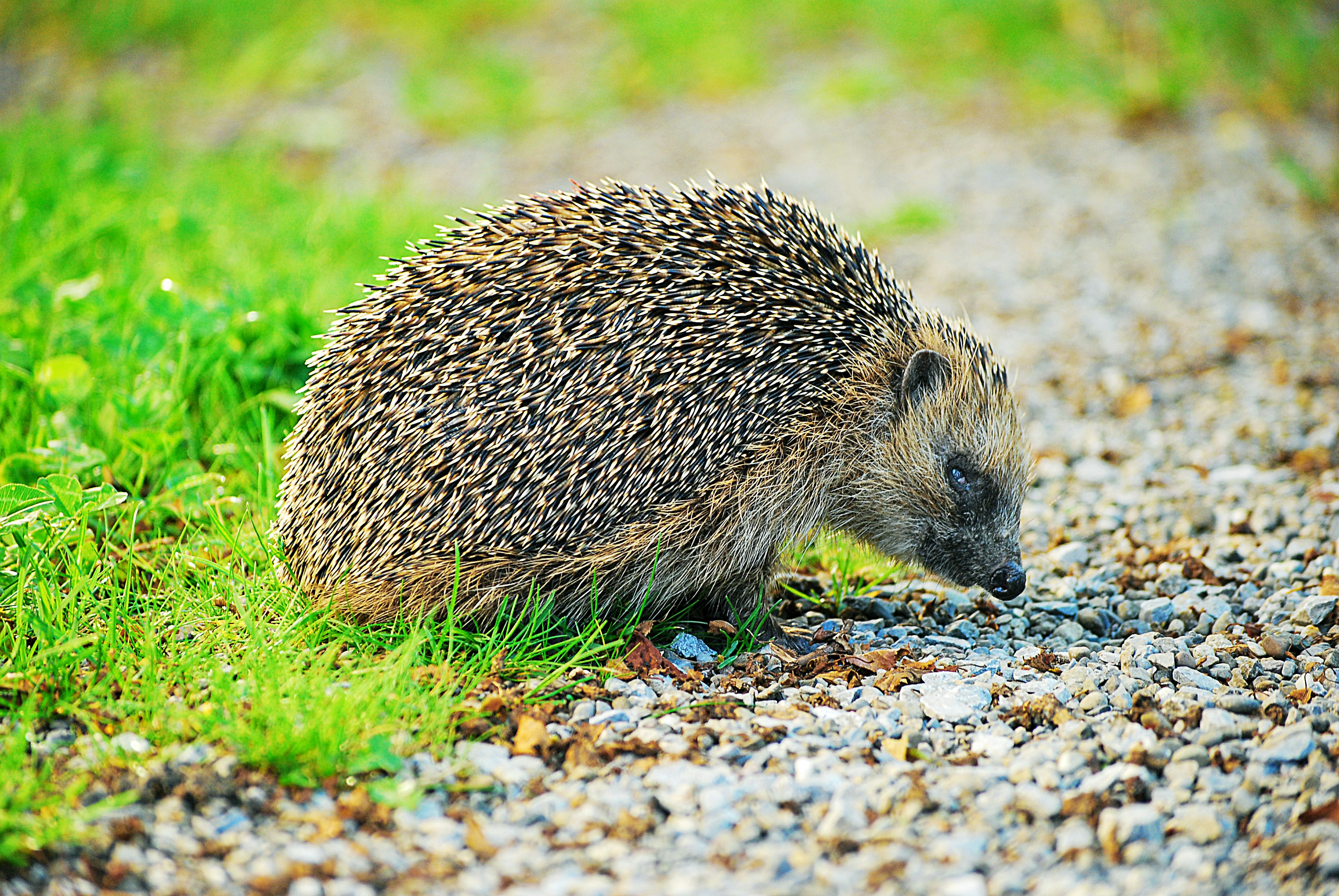 Hedgehog on Pebble Path Beneath a Patch of Grass at Dawn