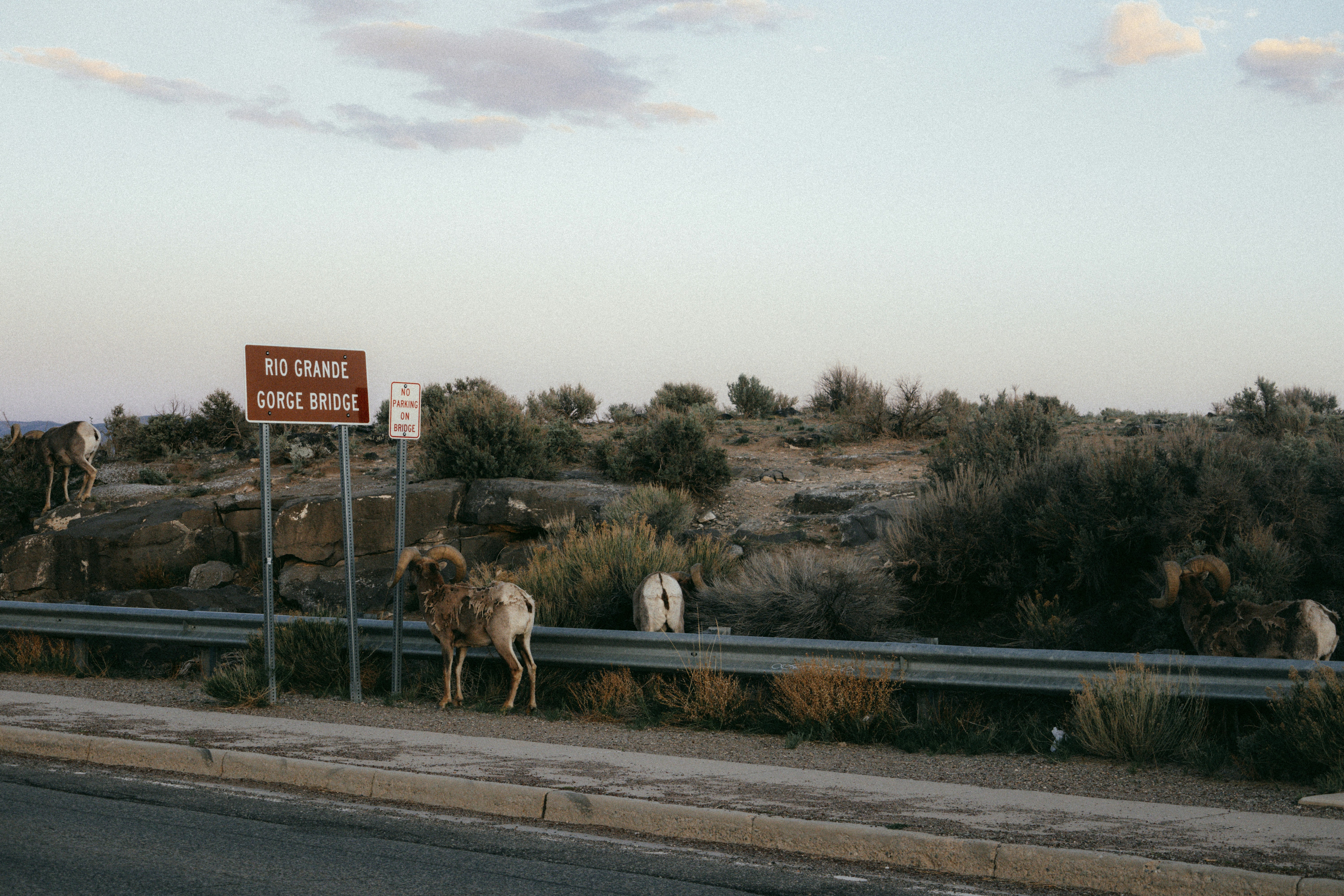 Bighorn sheep grazing near a road sign for the Rio Grande Gorge Bridge, surrounded by arid vegetation.