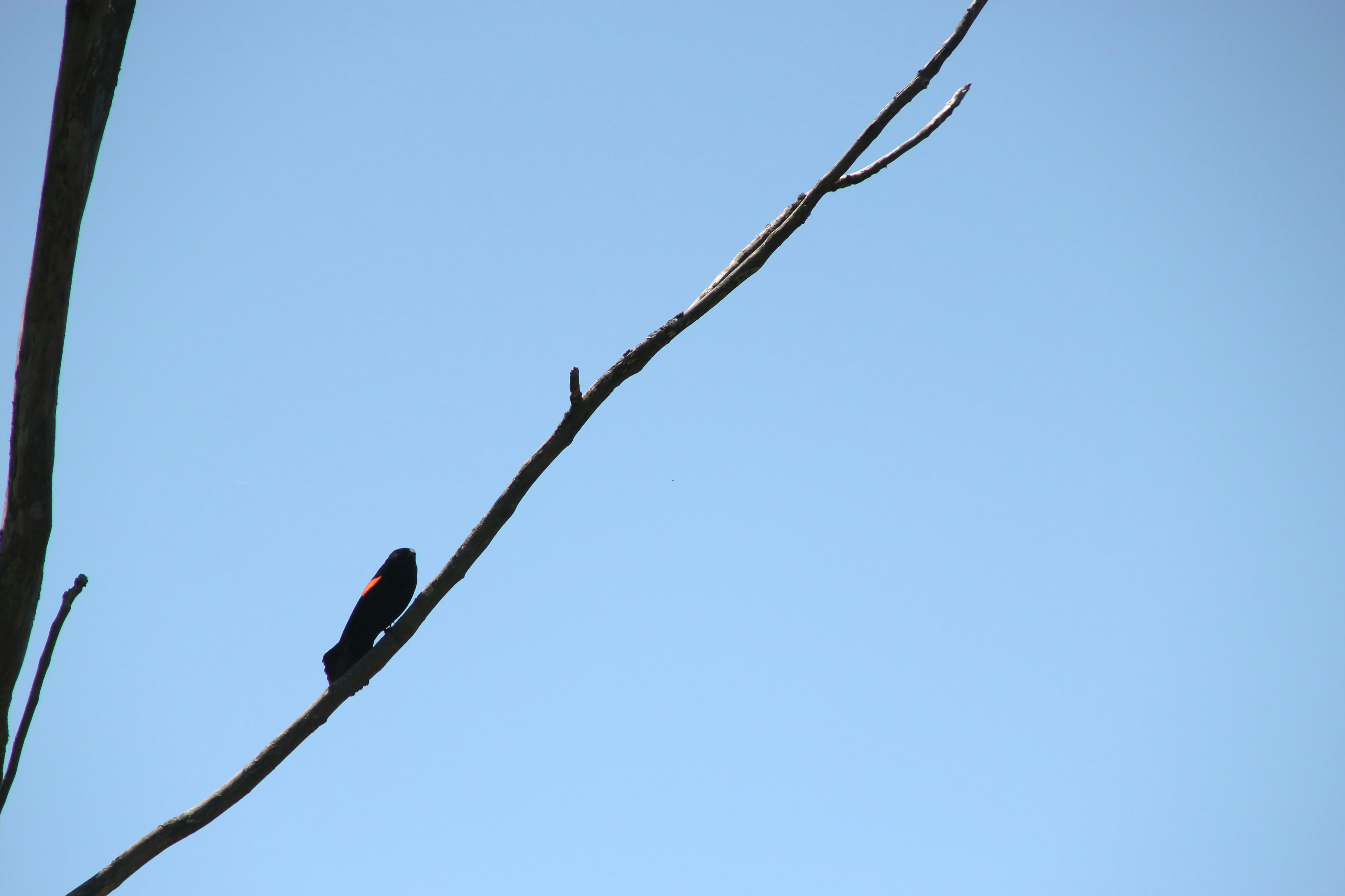 A black bird with a splash of red perched on a bare branch under a clear blue sky.