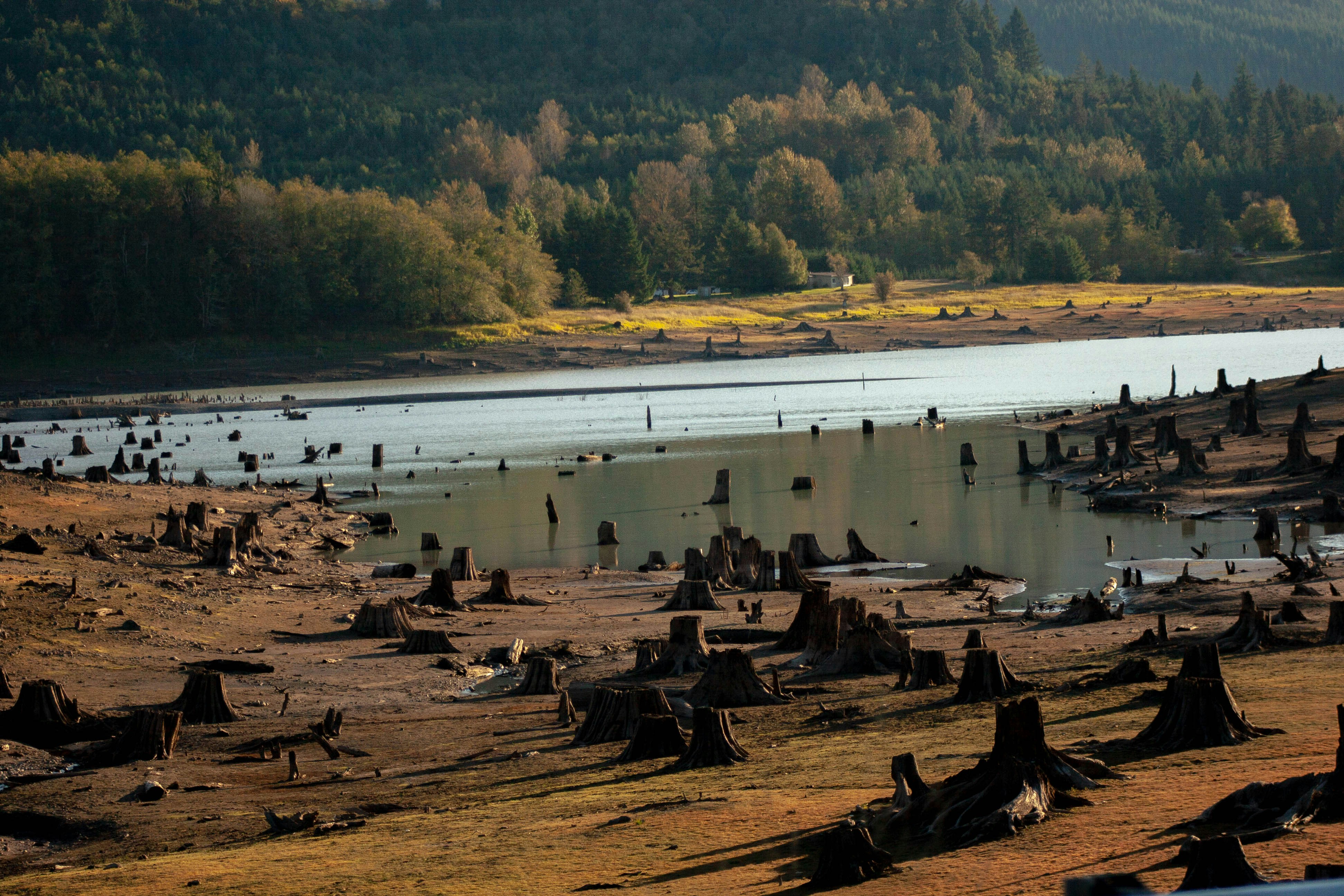 A desolate landscape featuring submerged tree stumps in a receding lake, highlighting the impact of environmental changes. The surrounding greenery contrasts with the stark remnants of the forest.