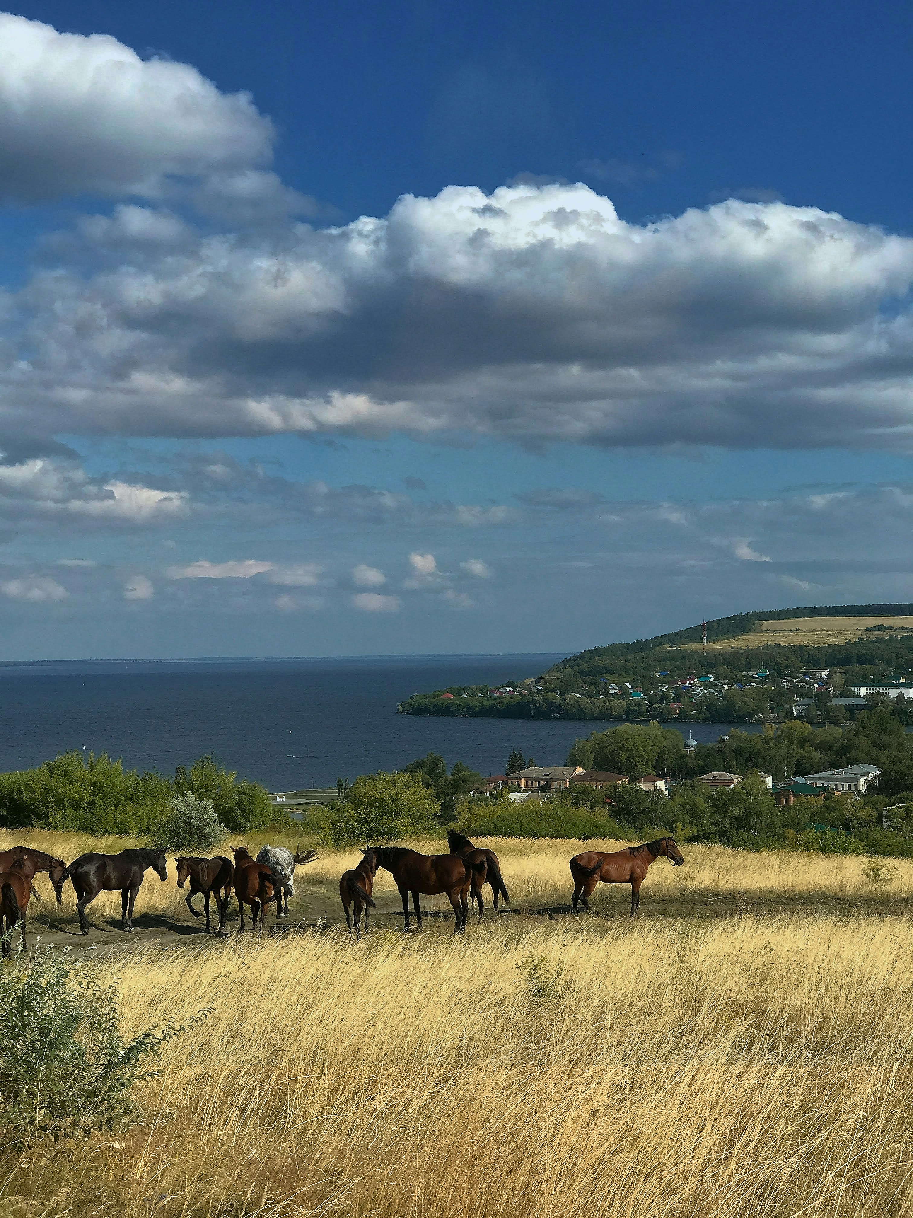 Hooves on the Horizon: Horses Grazing Toward a Coastal Village