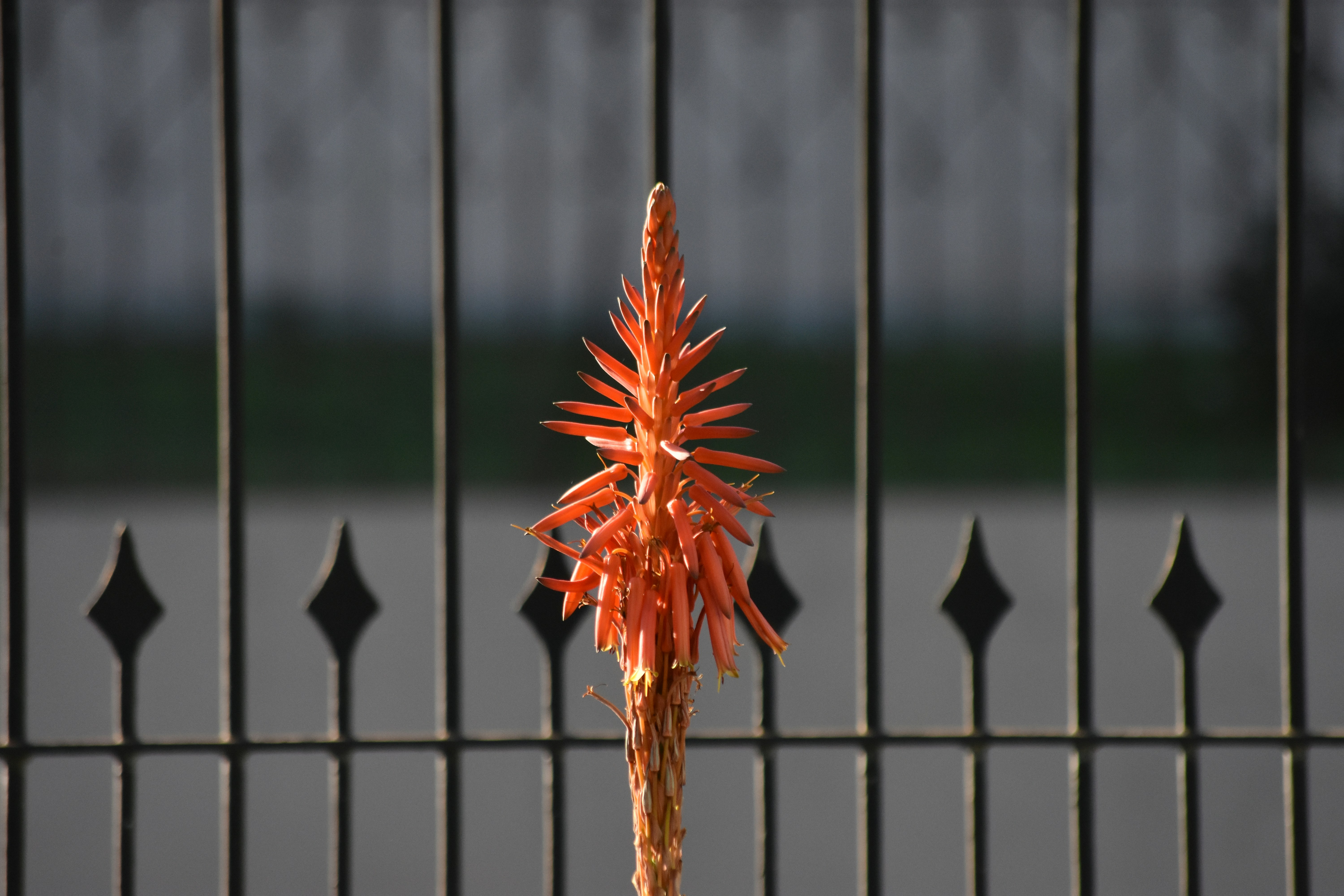 brown and orange pine cone