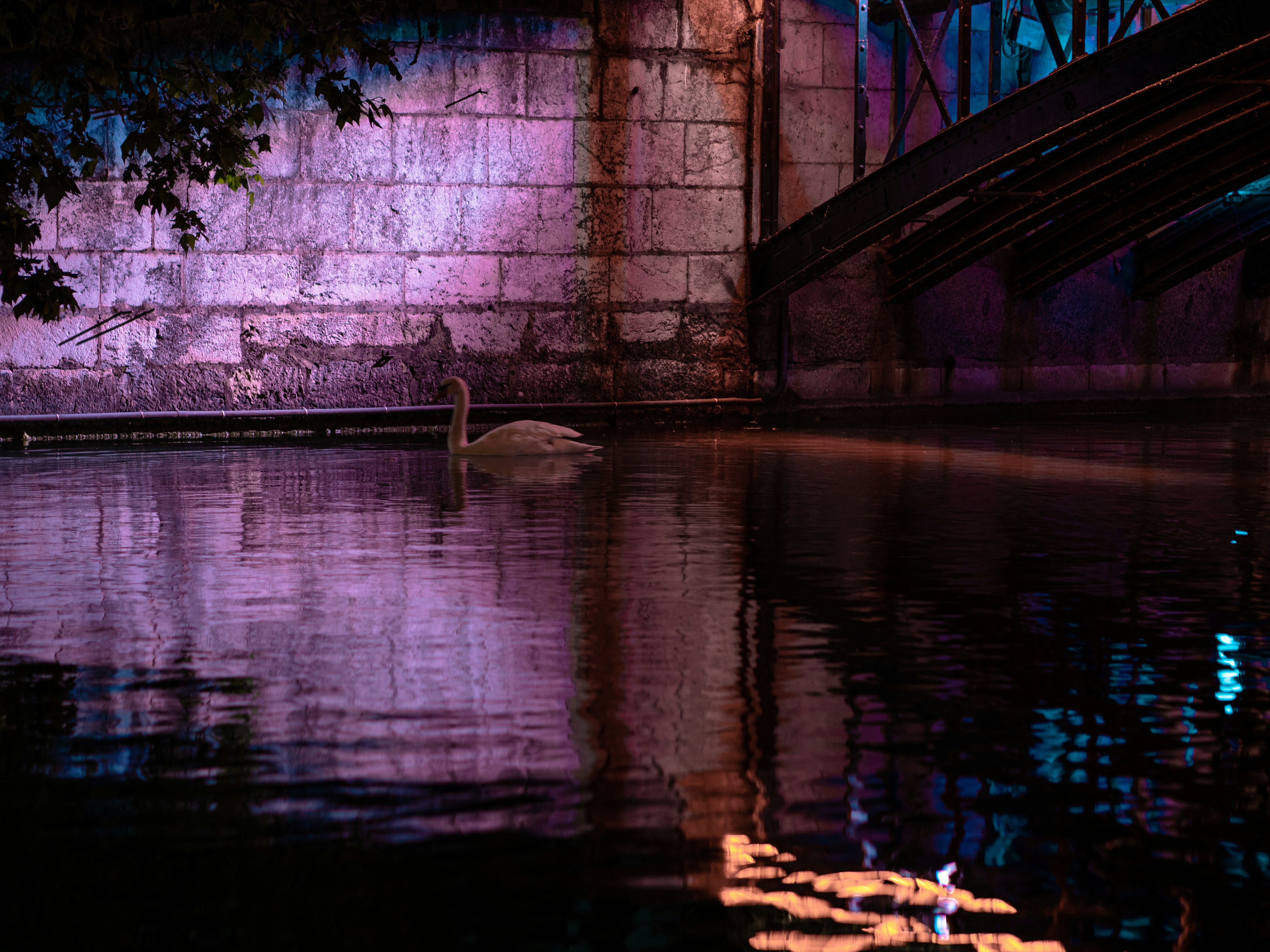 Neon Quiet on the Canal: A Swan Under Pink Reflections