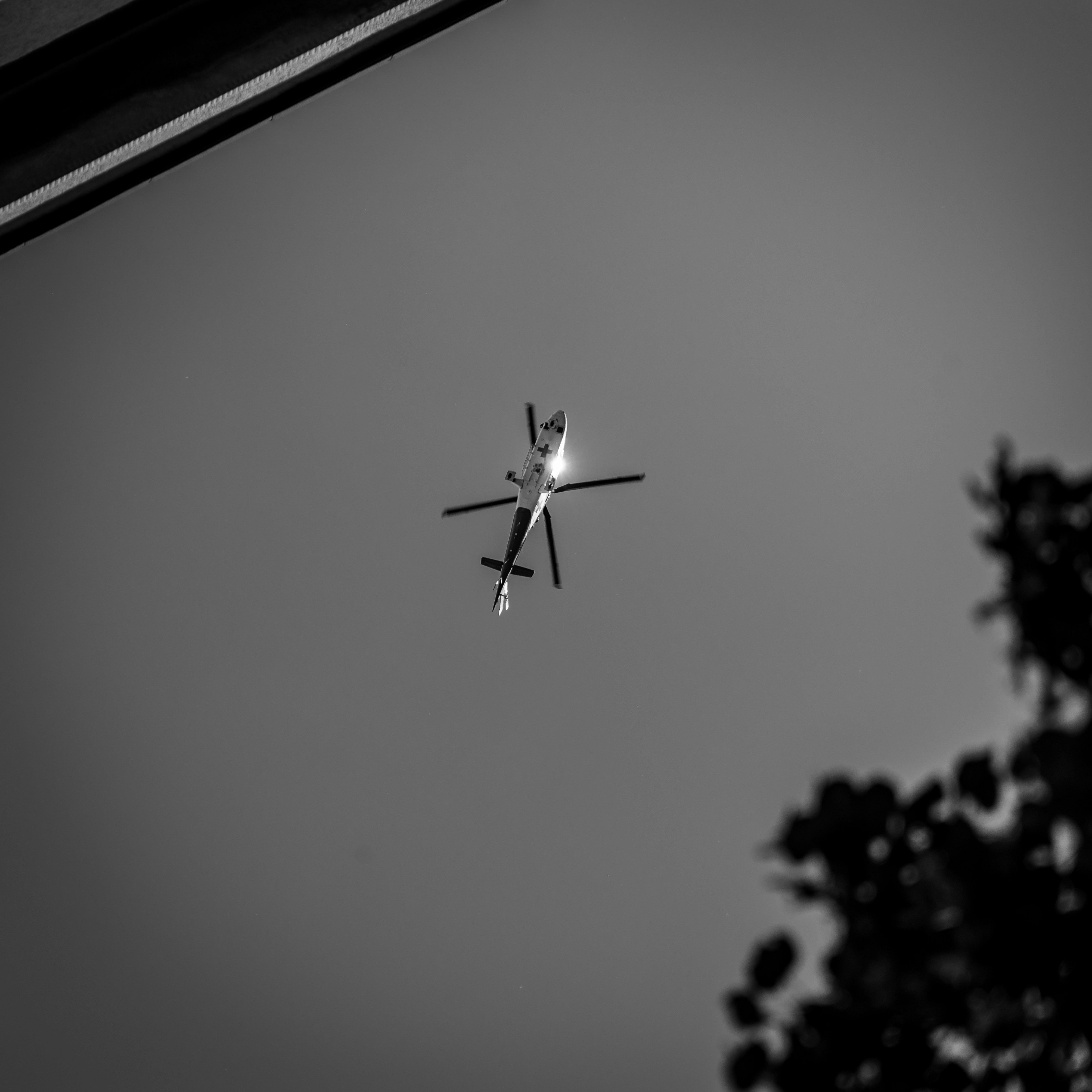 Black and white photograph of a helicopter soaring above treetops against a clear sky.